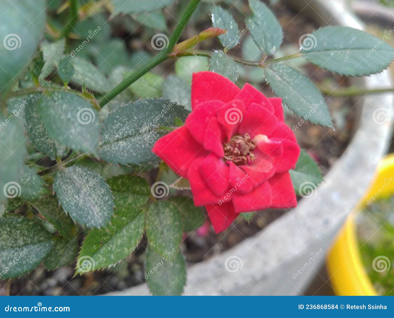 Red button rose stock photo. Image of food, herb, plant - 236868584