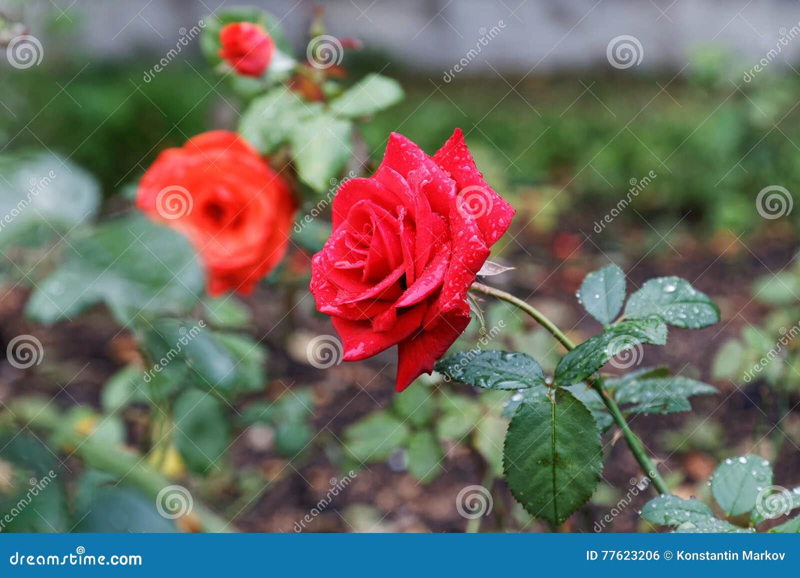 Red Button of Rose with Drops of Dew Stock Photo - Image of color, love ...