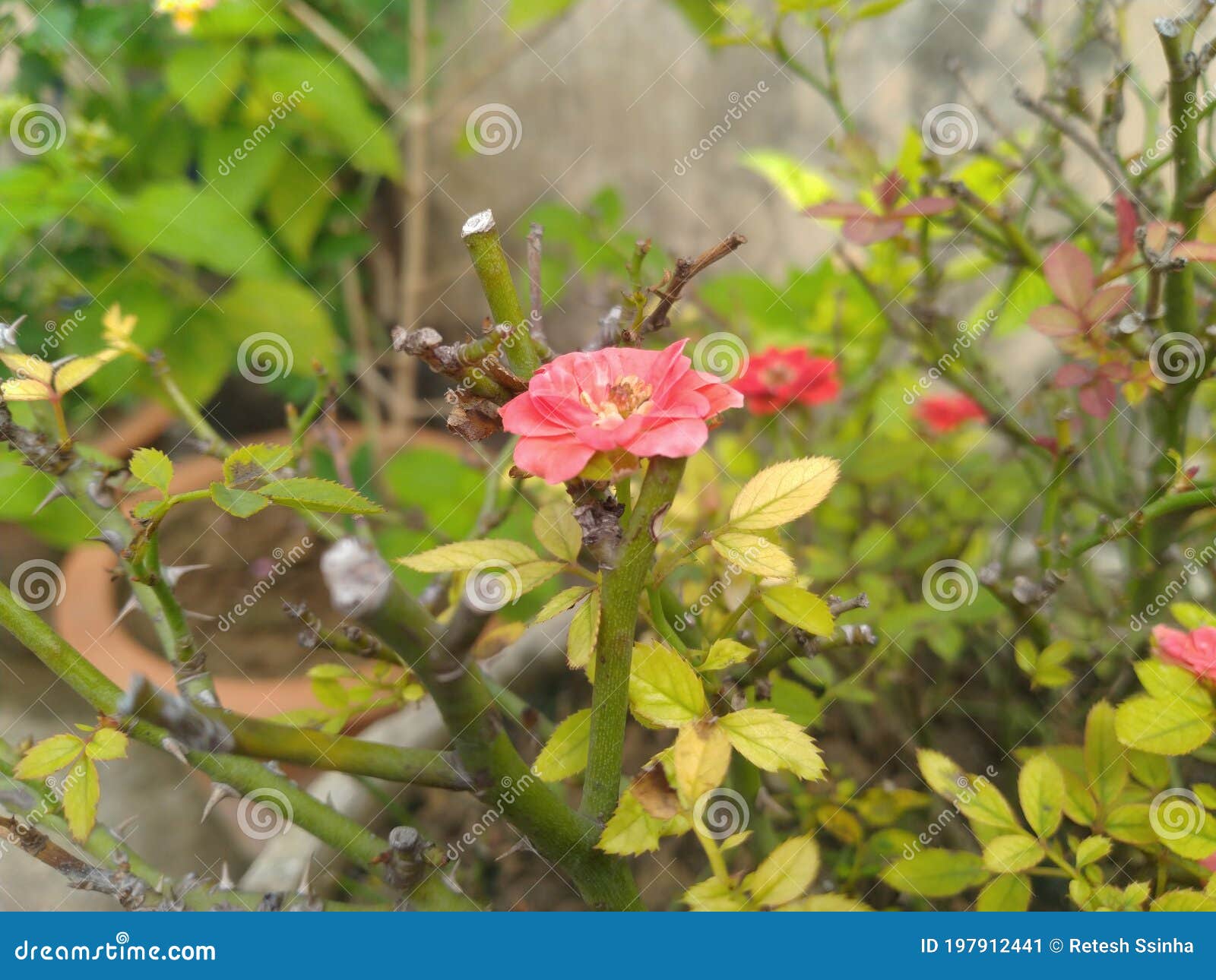 Red Button Rose flower stock image. Image of shrub, autumn - 197912441