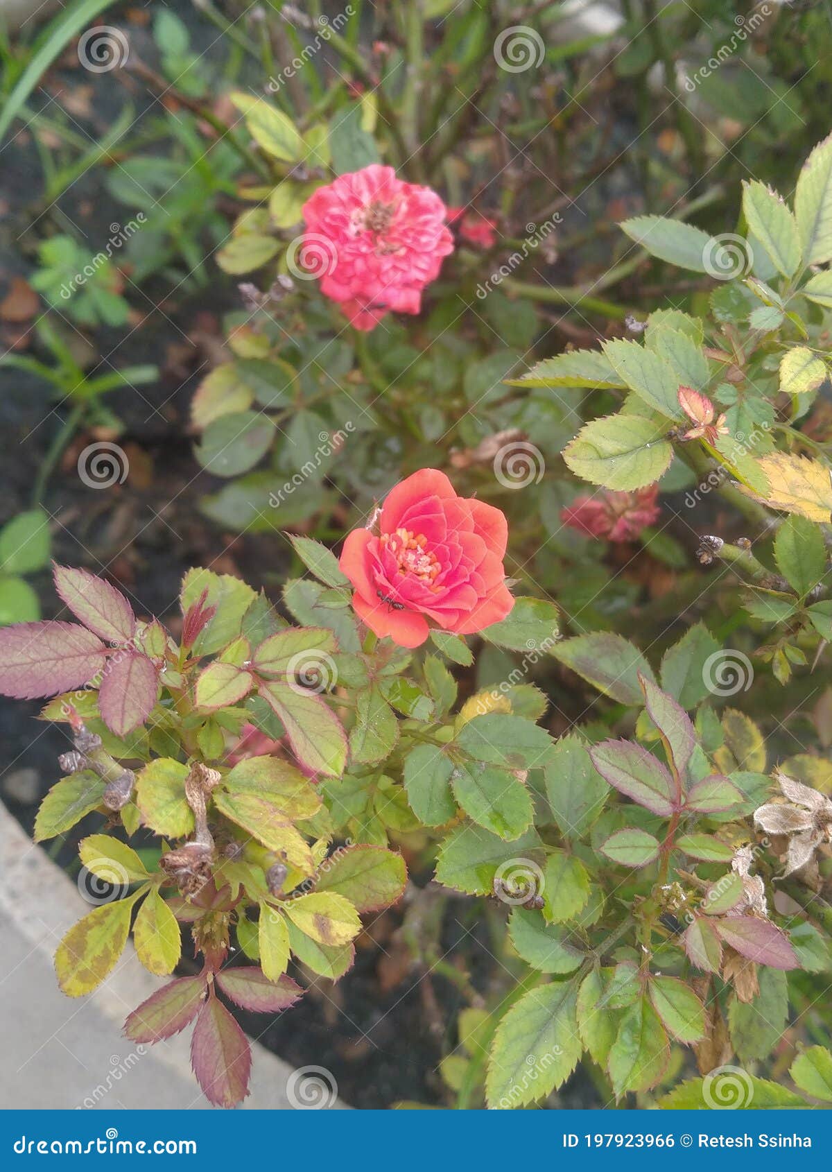 Red button rose flower stock photo. Image of button - 197923966