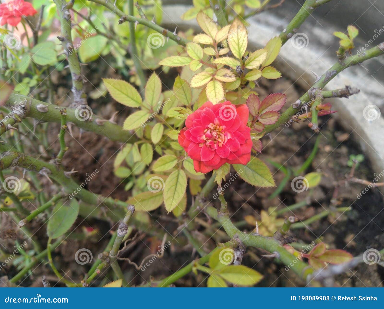Red button rose flower stock photo. Image of food, plant - 198089908