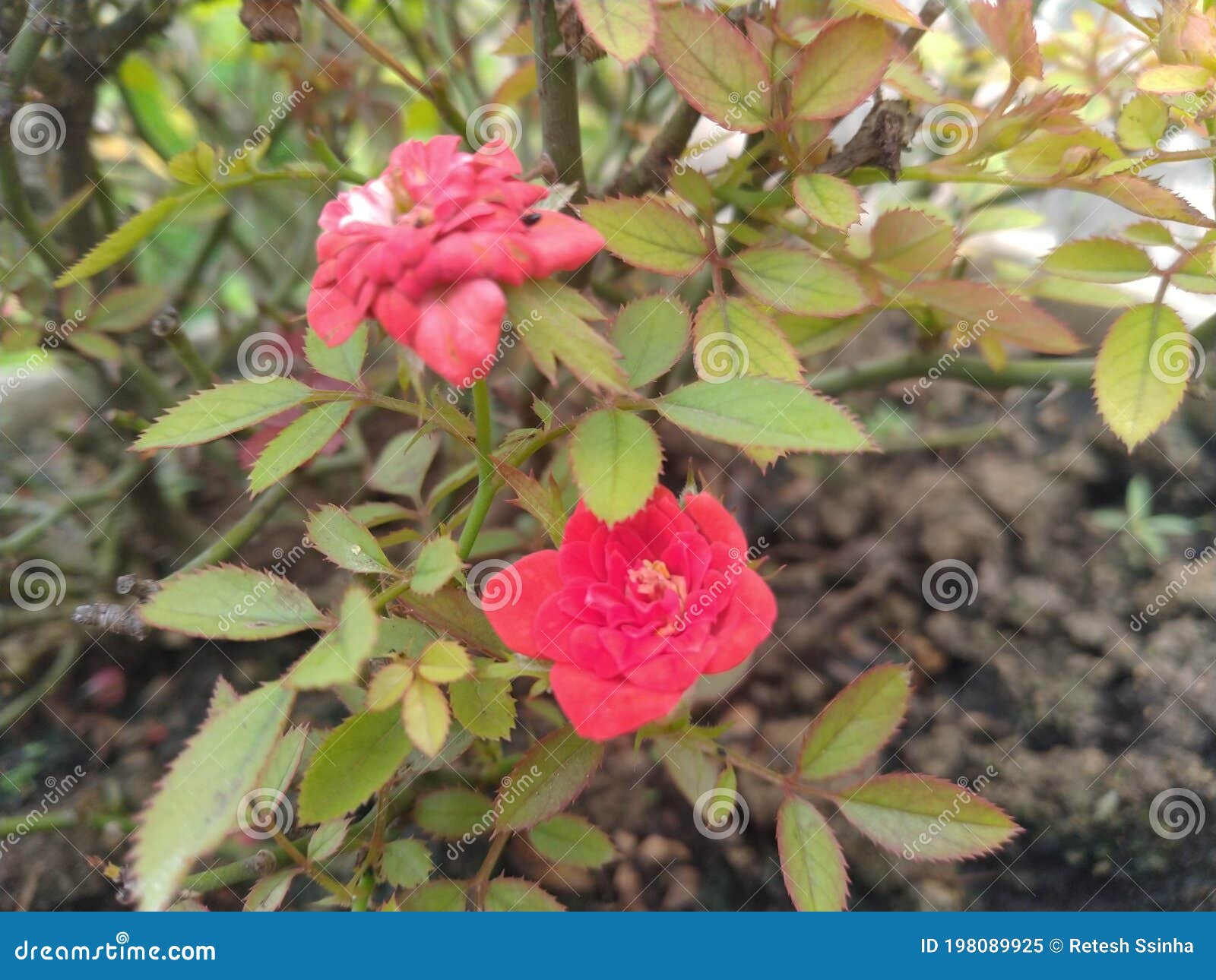 Red Button Rose flower stock image. Image of blossom - 198089925