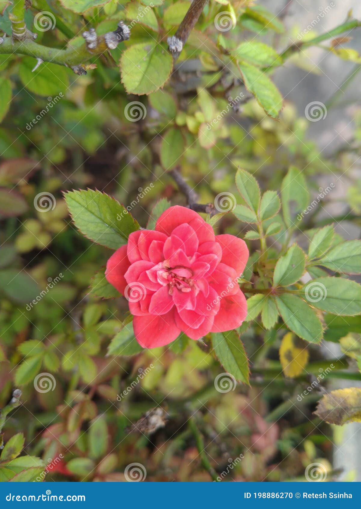 Red button rose flower stock photo. Image of estate - 198886270