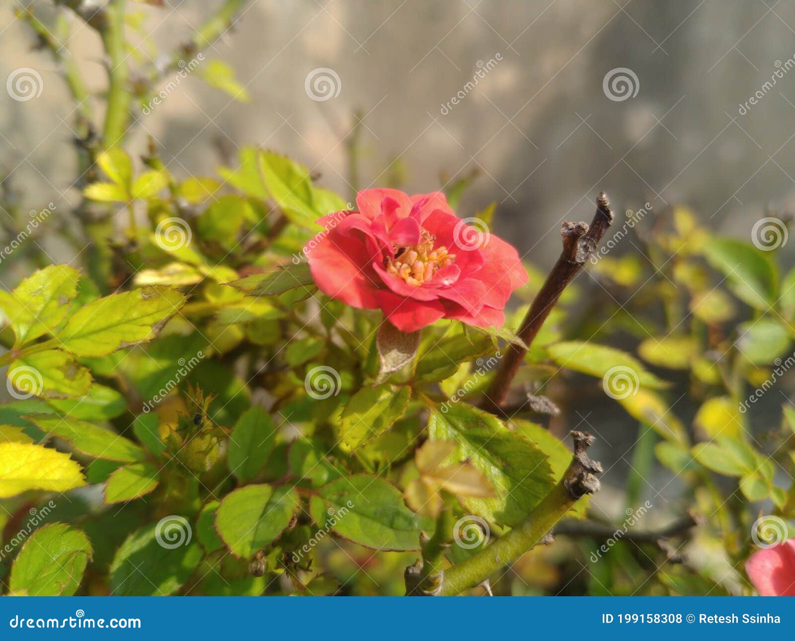 Red Button Rose flower stock photo. Image of autumn - 199158308