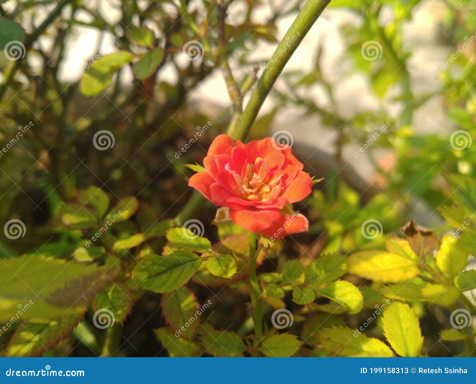 Red Button Rose flower stock image. Image of rose, button - 199158313