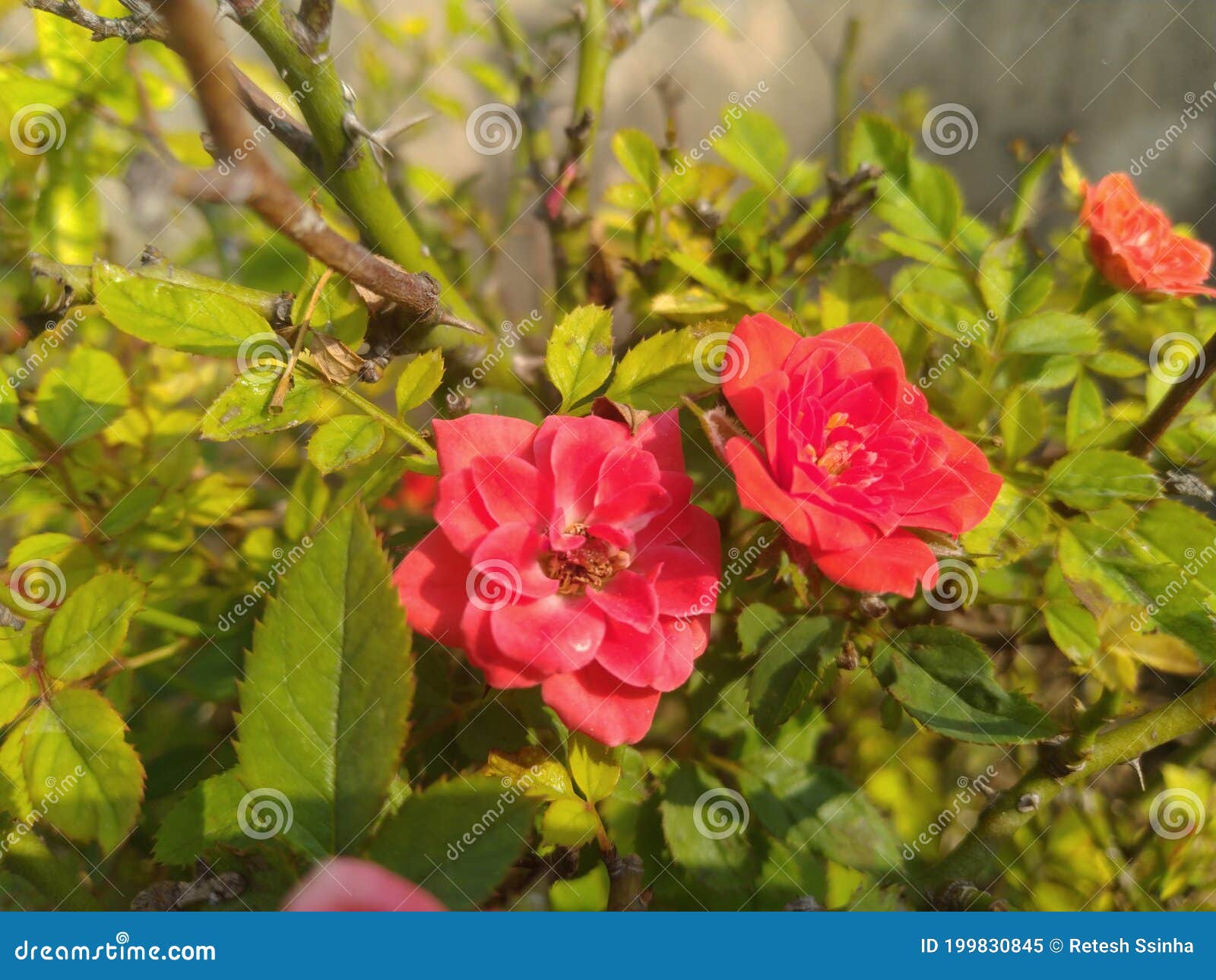 Red Button Rose Flower stock image. Image of plants - 199830845
