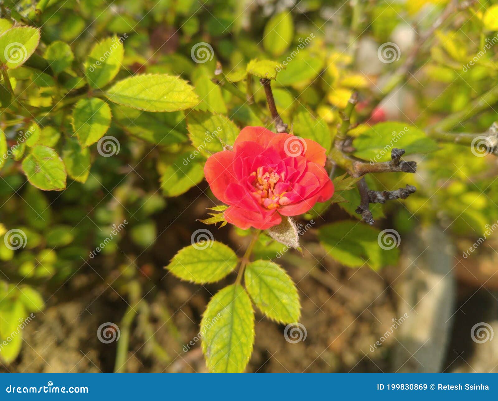 Red Button Rose Flower stock image. Image of green, rose - 199830869