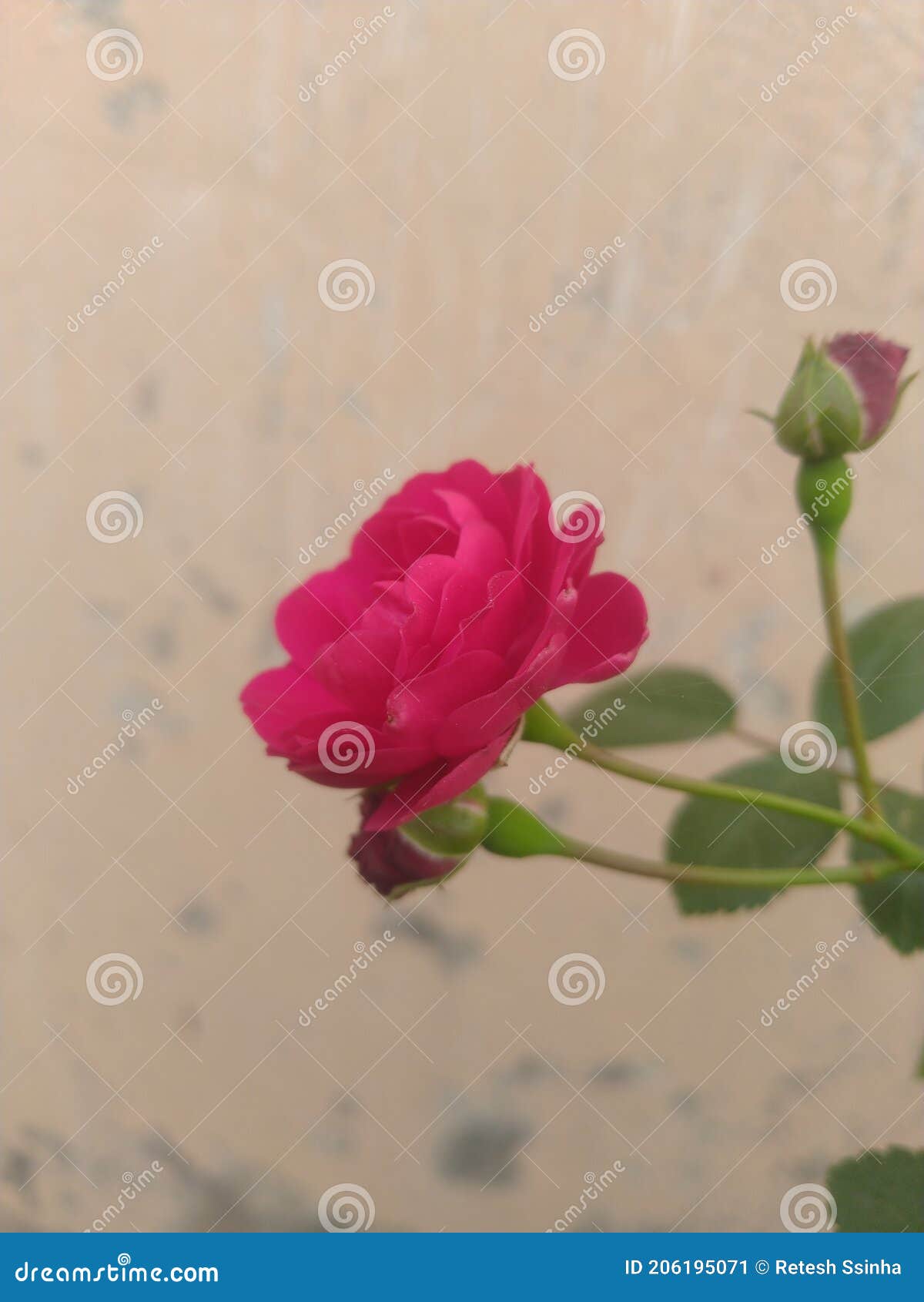 Red Button Rose Flower stock image. Image of shrub, plant - 206195071