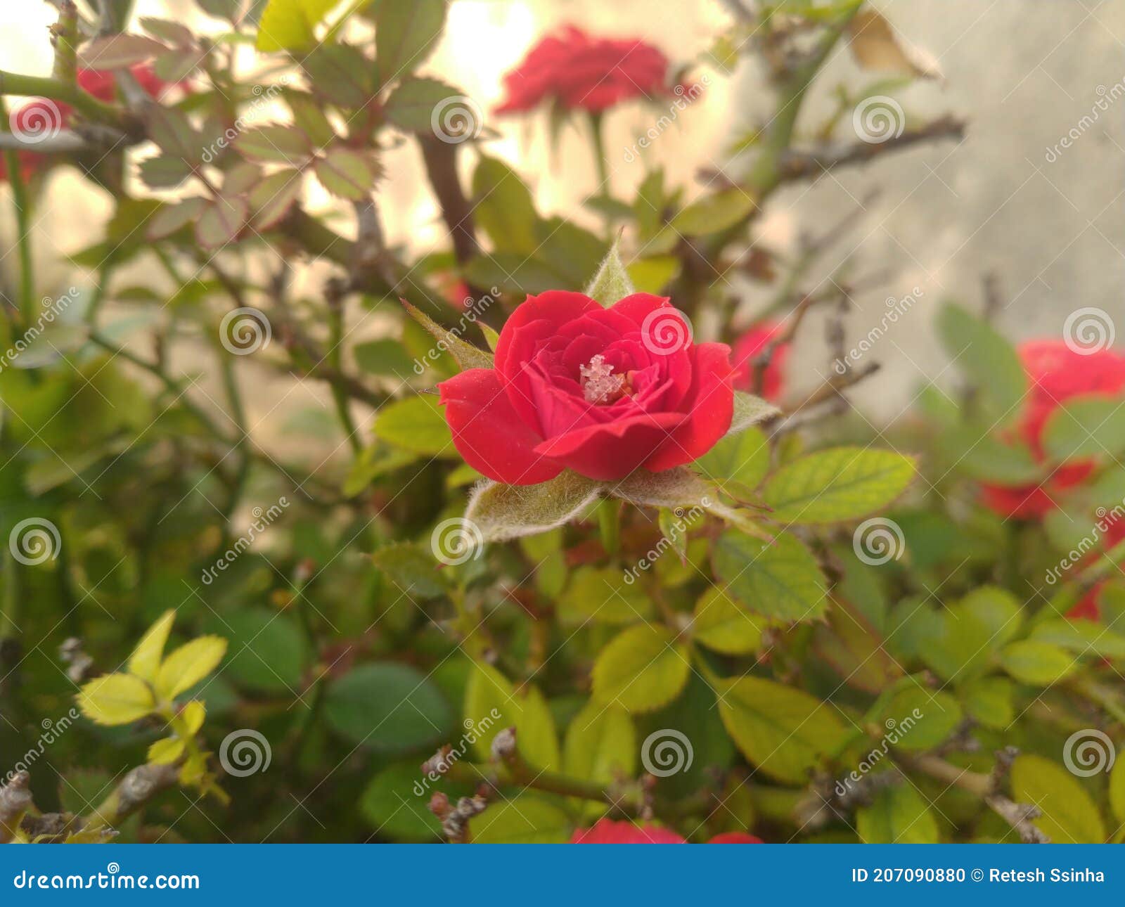 Red Button Rose Flower stock photo. Image of tree, petal - 207090880