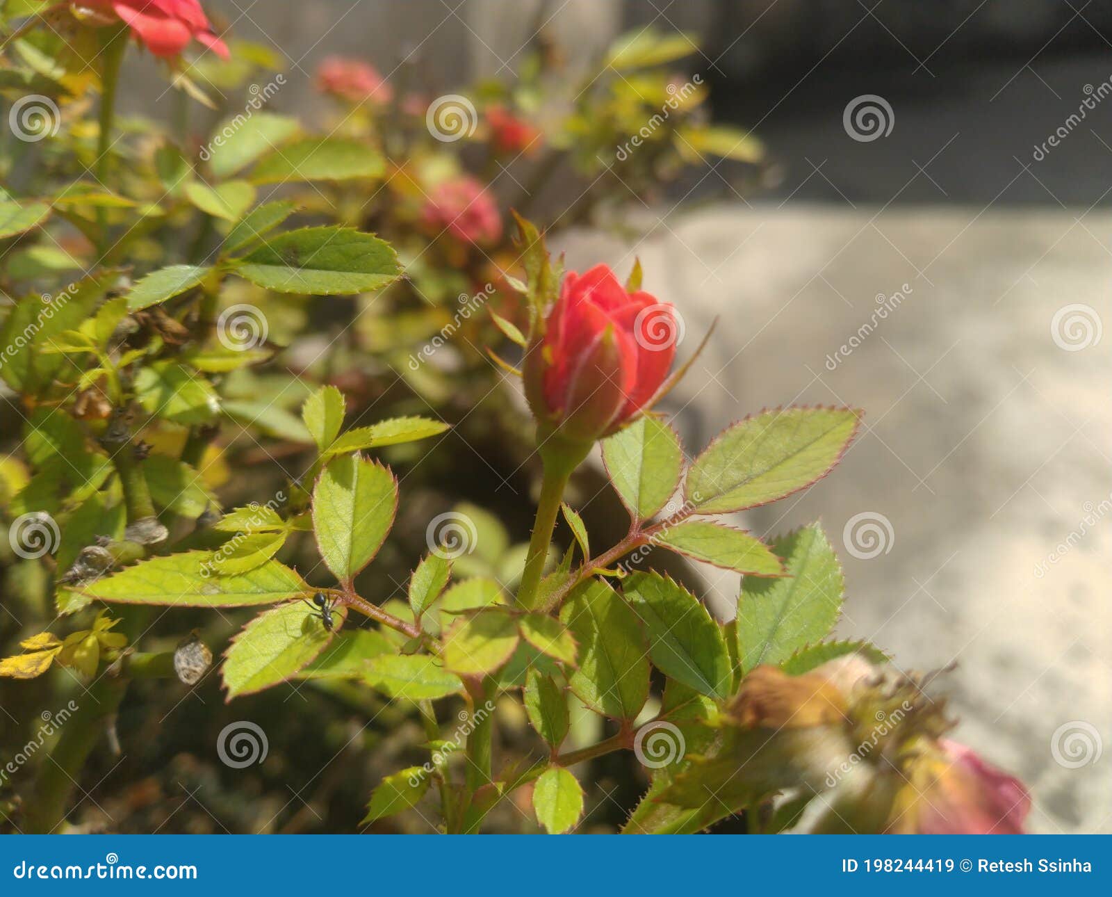 Red Button Rose Flower Buds Stock Image - Image of buds, woman: 198244419