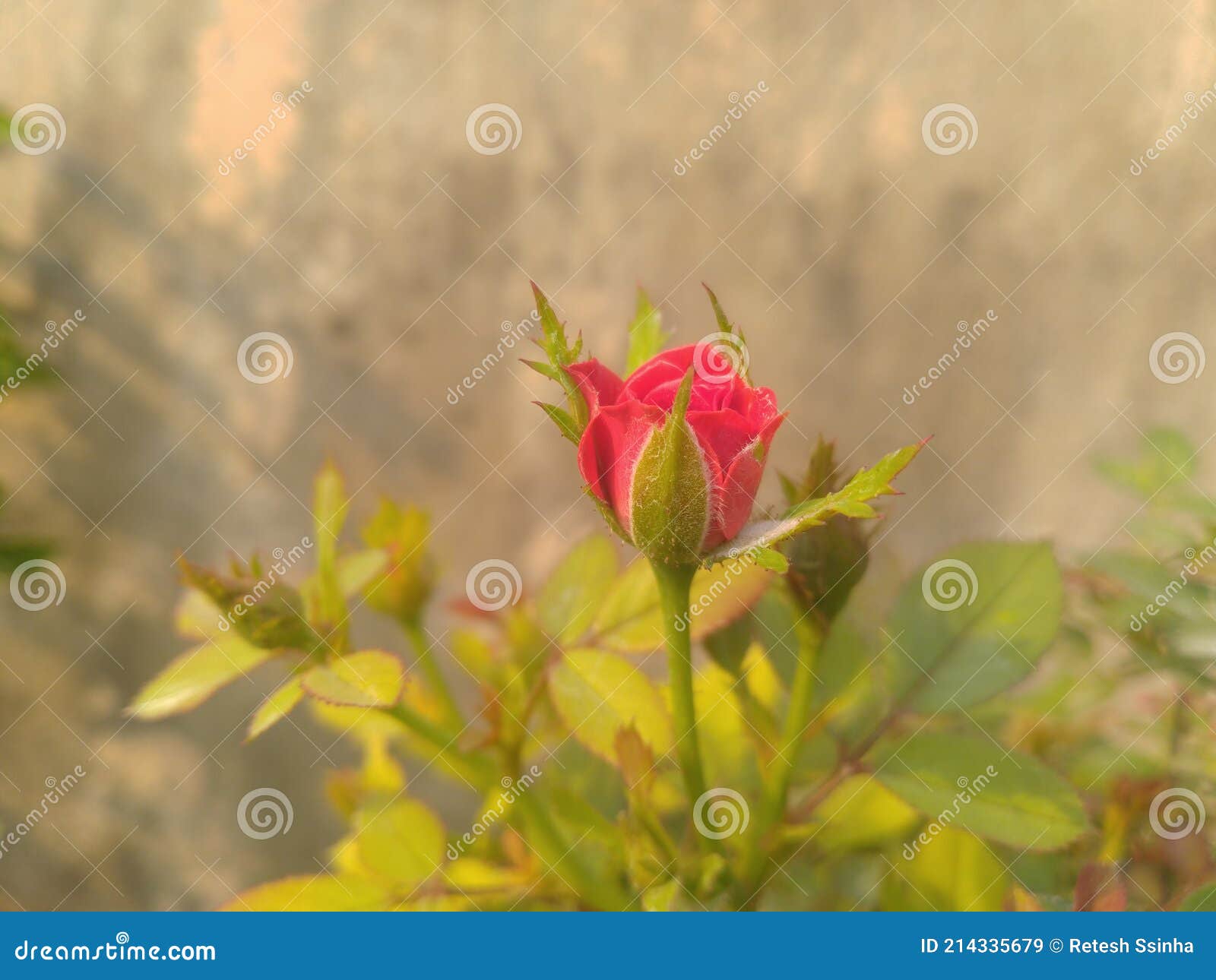 Red Button Rose Flower Buds Stock Image - Image of buds, flower: 214335679