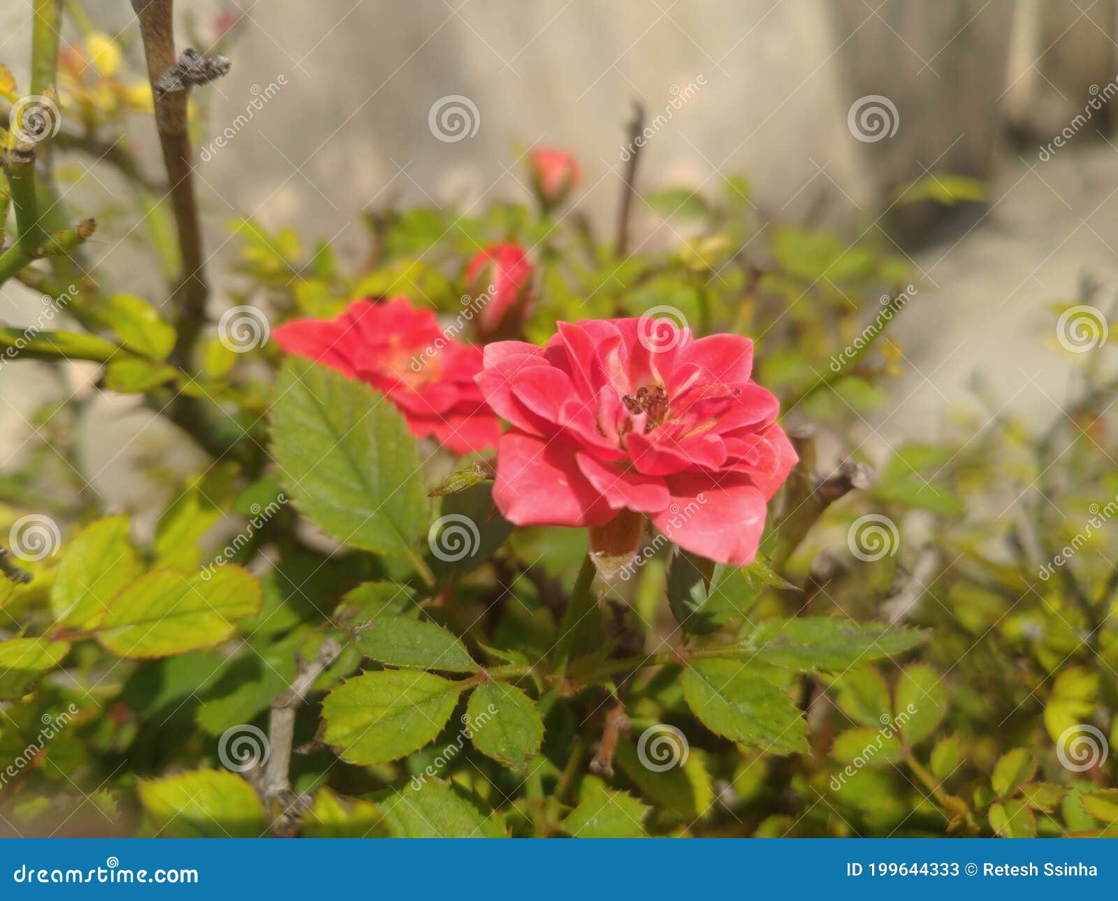 Red Button Rose Flower Closeup Stock Image - Image of rose, button ...