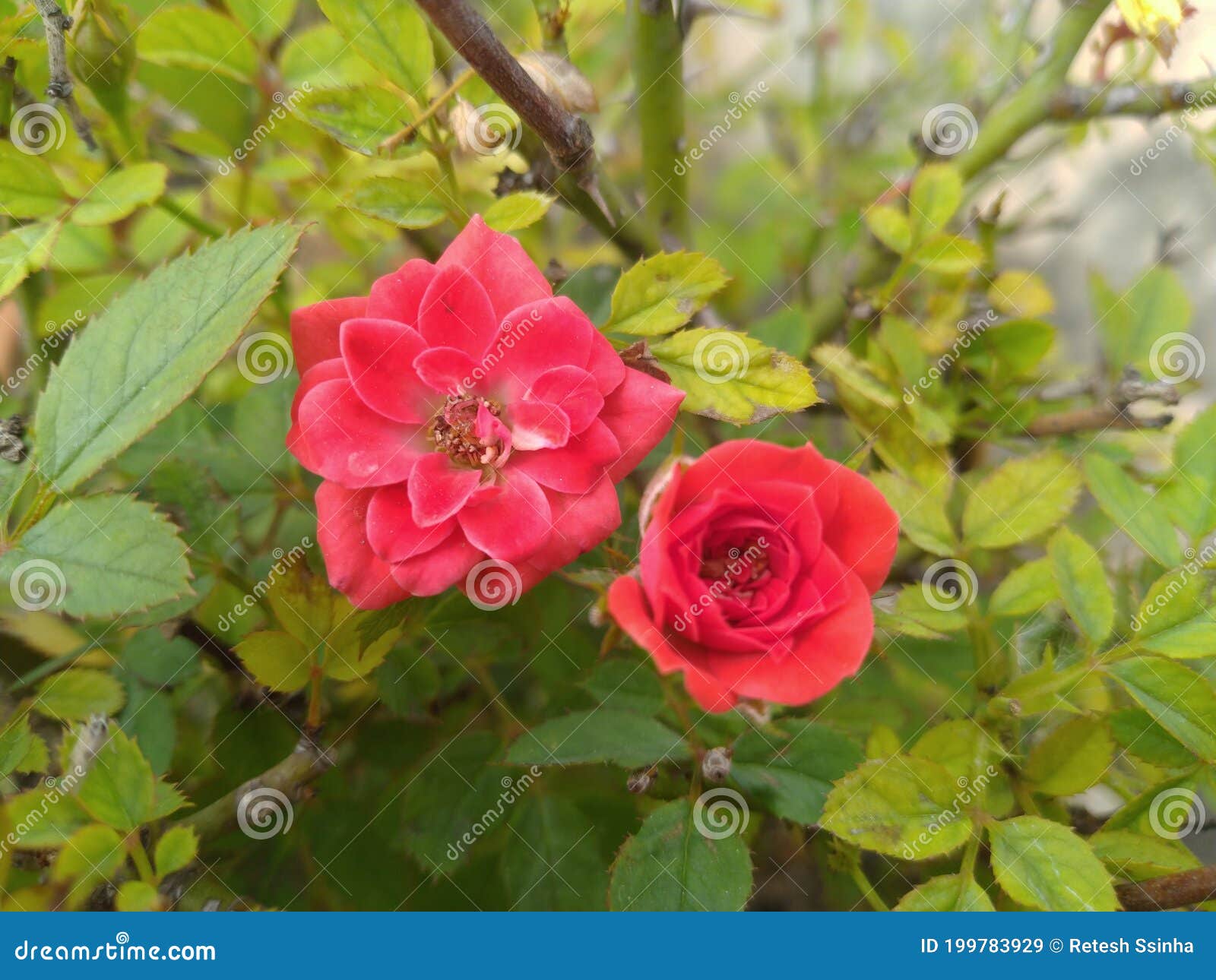 Red Button Rose Flower Closeup Stock Image - Image of shrub, leaf ...