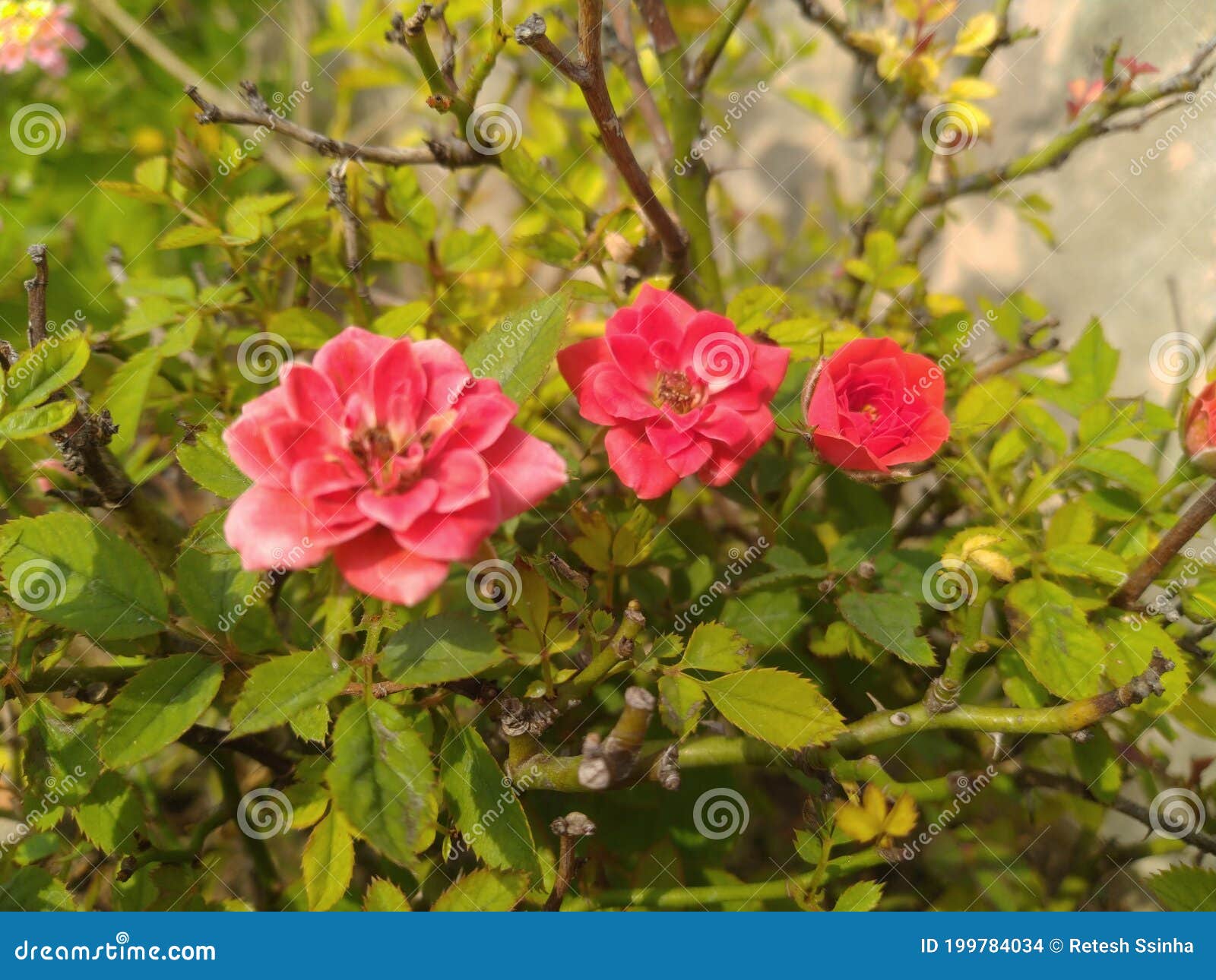 Red Button Rose Flower Closeup Stock Photo - Image of wildflower, leaf ...