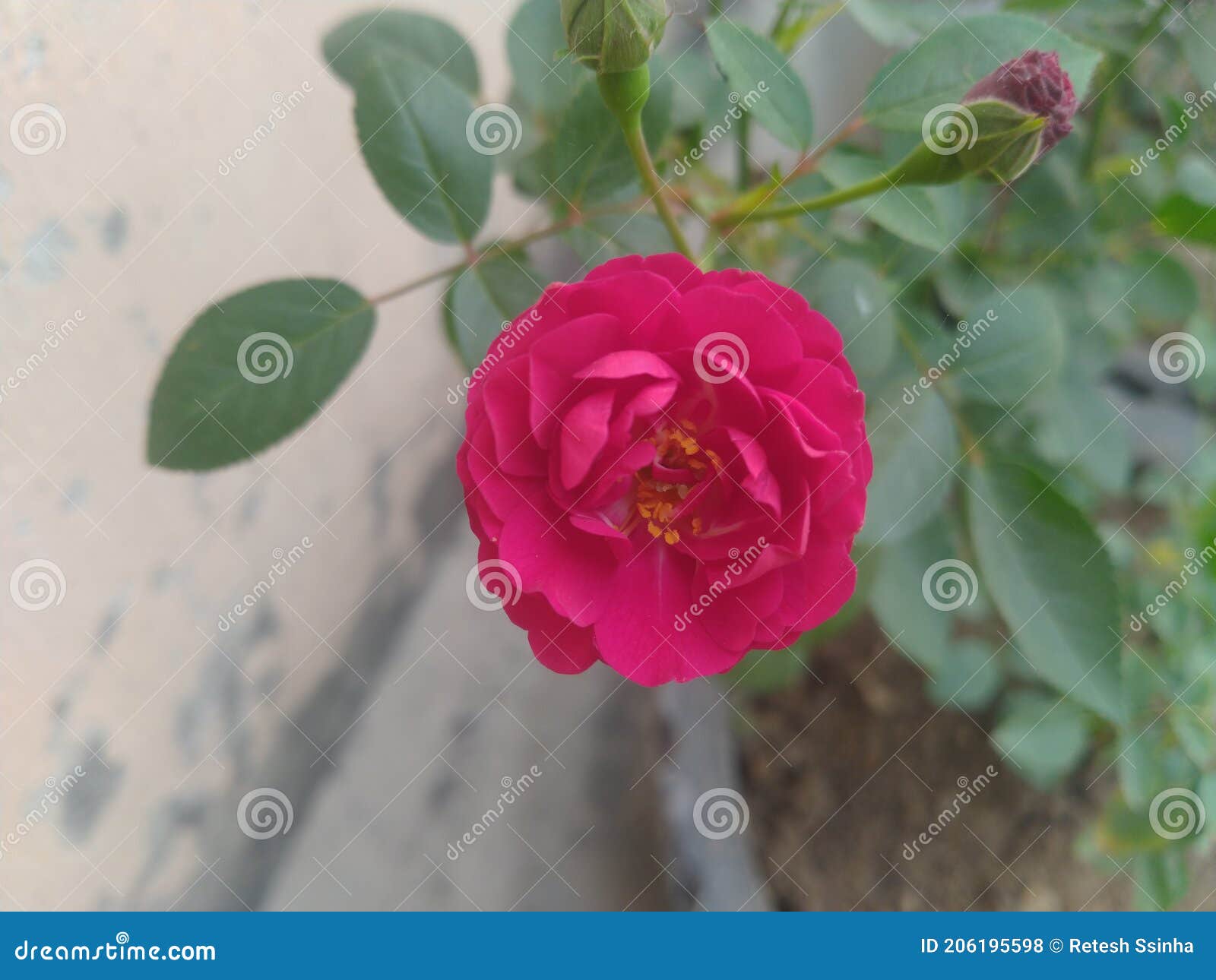 Red Button Rose Flower Closeup Stock Photo - Image of flower, peony ...