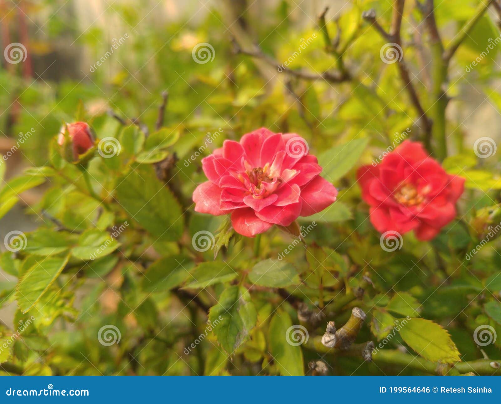 Red Button Rose Flower Closeup Stock Photo - Image of rose, closeup ...