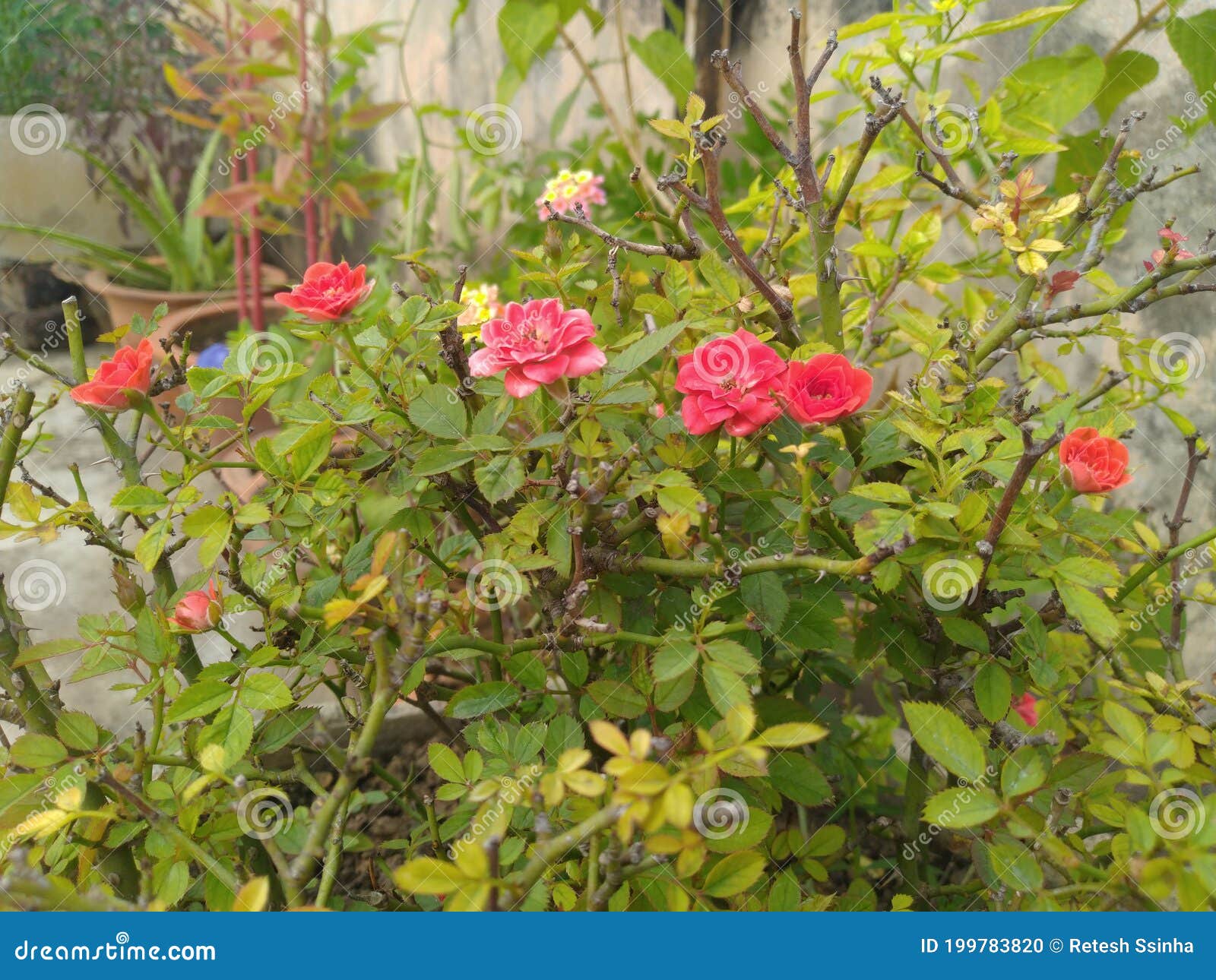 Red Button Rose Flower Closeup Stock Photo - Image of branch, produce ...