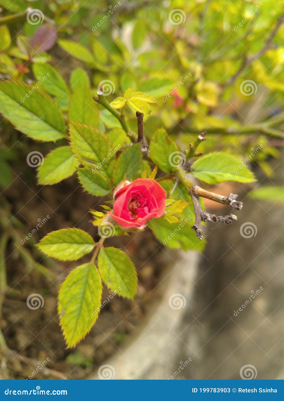 Red Button Rose Flower Closeup Stock Image - Image of leaf, plant ...