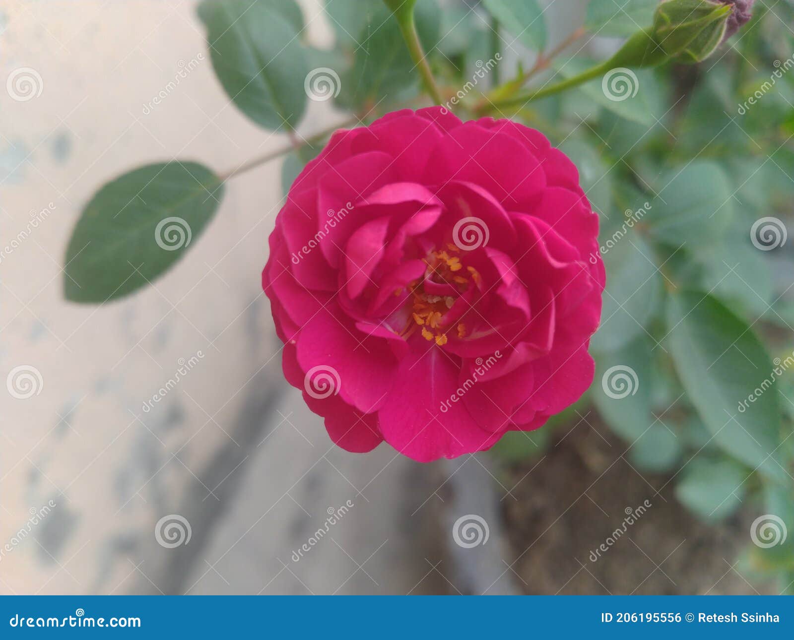 Red Button Rose Flower Closeup Stock Photo - Image of tulip, shrub ...