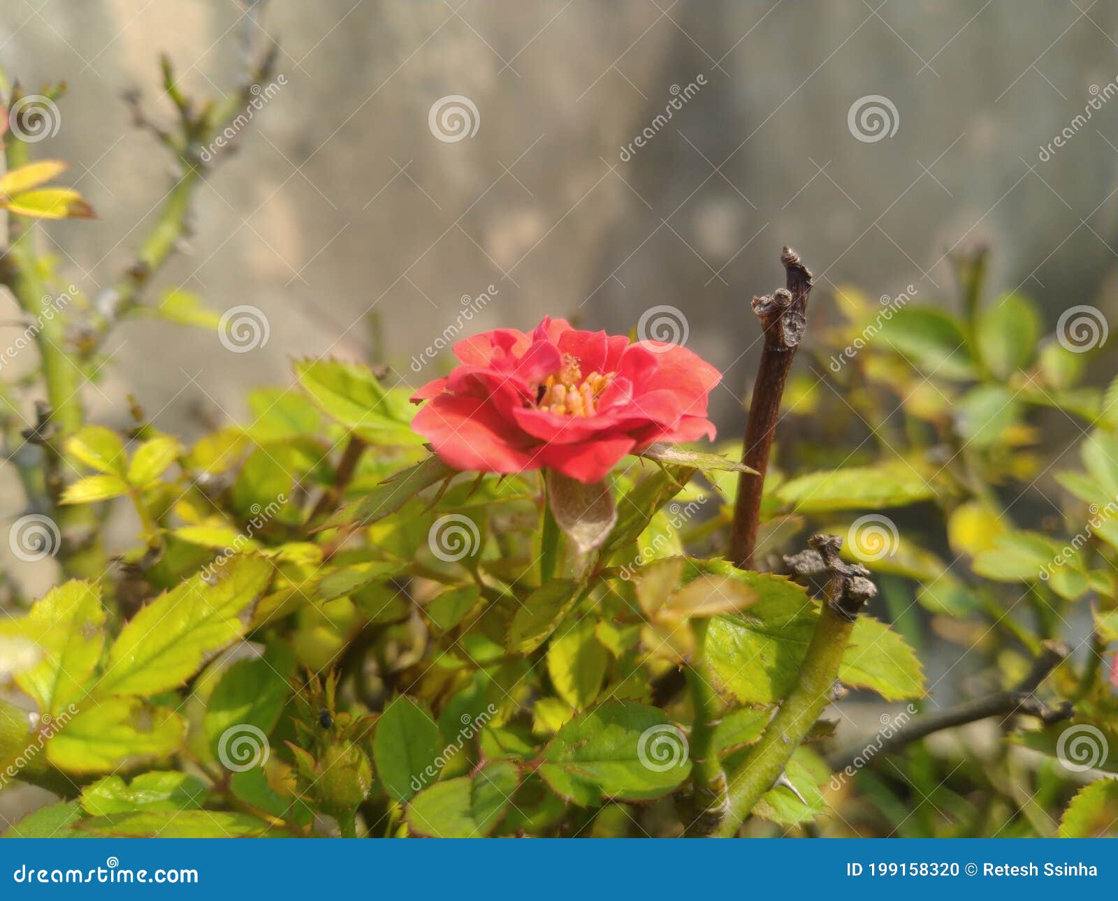 Red Button Rose Flower Outdoor Stock Photo - Image of button, outdoor ...
