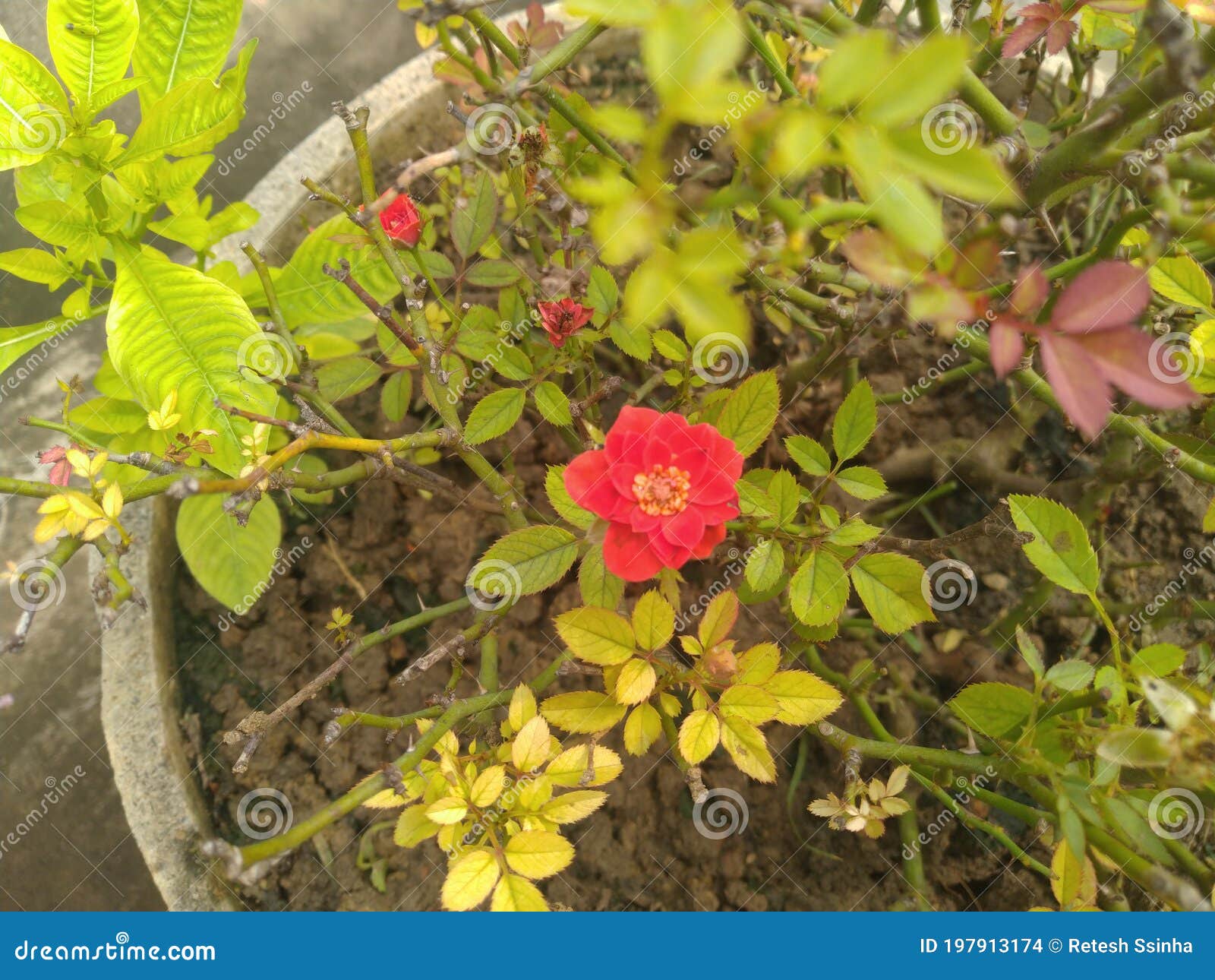 Red Button Rose flower stock photo. Image of autumn - 197913174