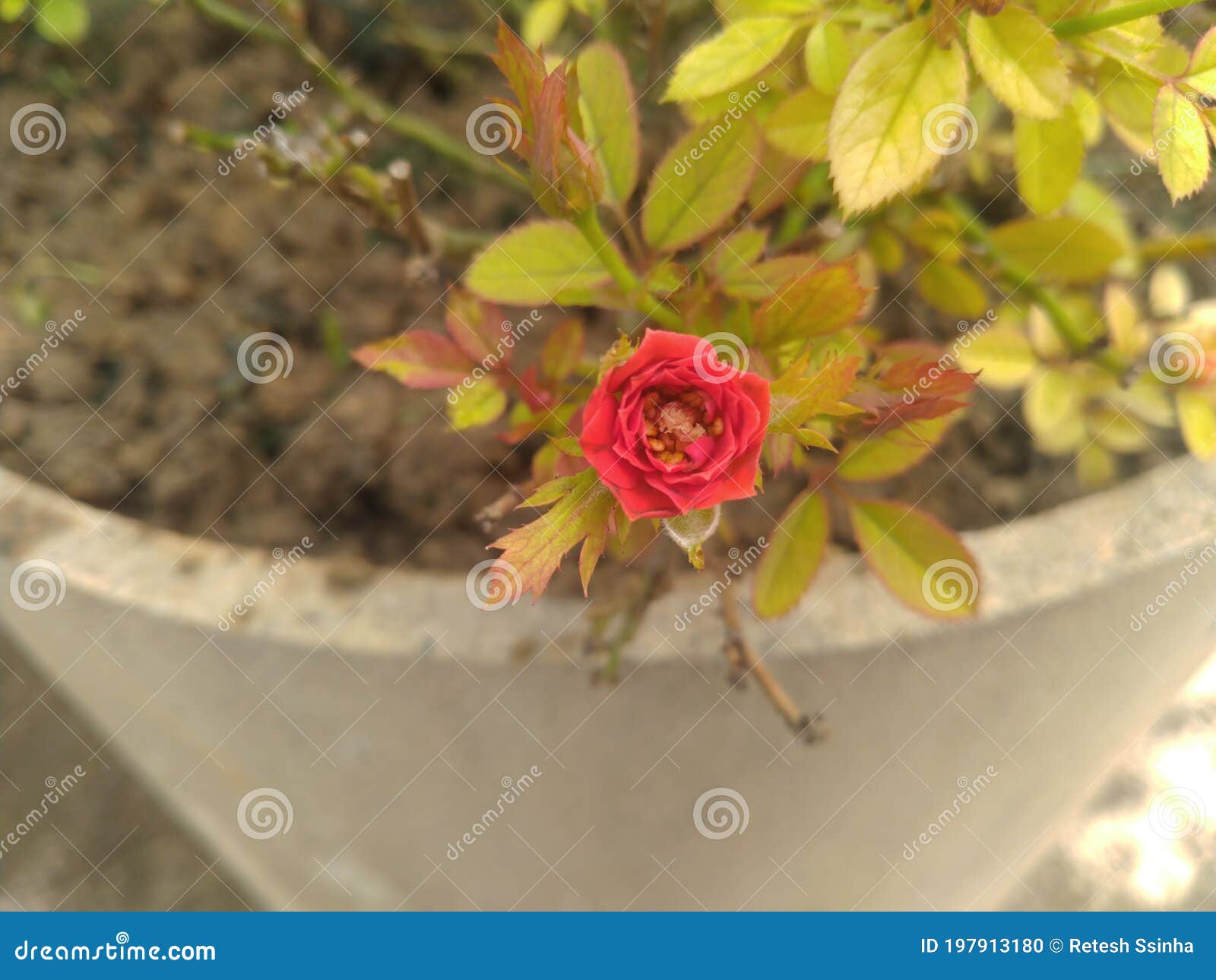 Red Button Rose flower stock photo. Image of yellow - 197913180