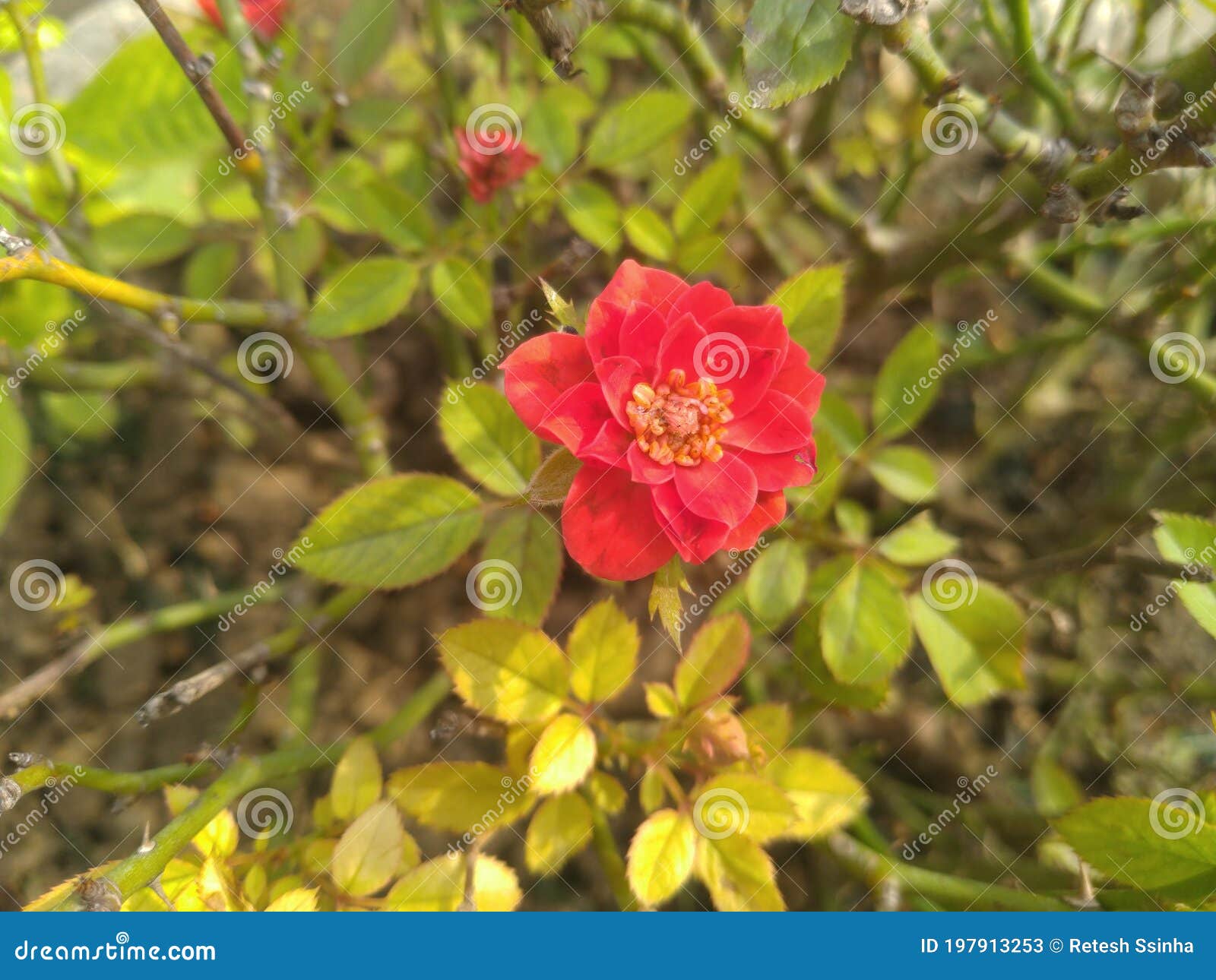 Red Button Rose flower stock image. Image of produce - 197913253