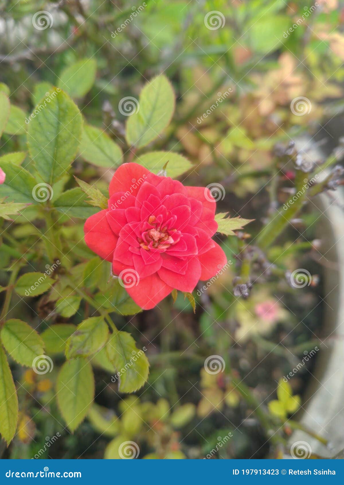 Red button rose flower stock image. Image of leaf, wildflower - 197913423