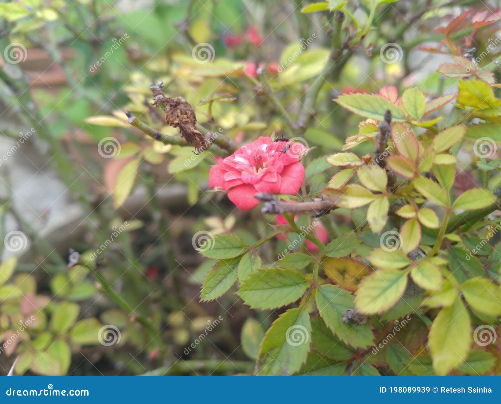 Red Button Rose flower stock image. Image of branch - 198089939