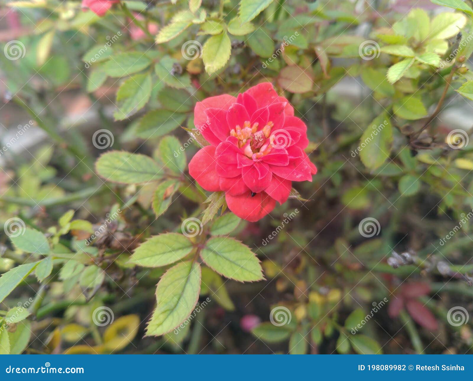 Red Button Rose flower stock photo. Image of plant, button - 198089982