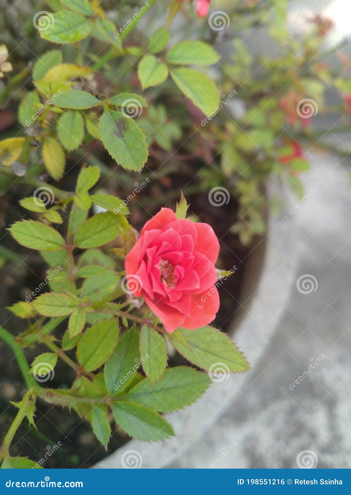 Red Button Rose flower stock photo. Image of garden - 198551216