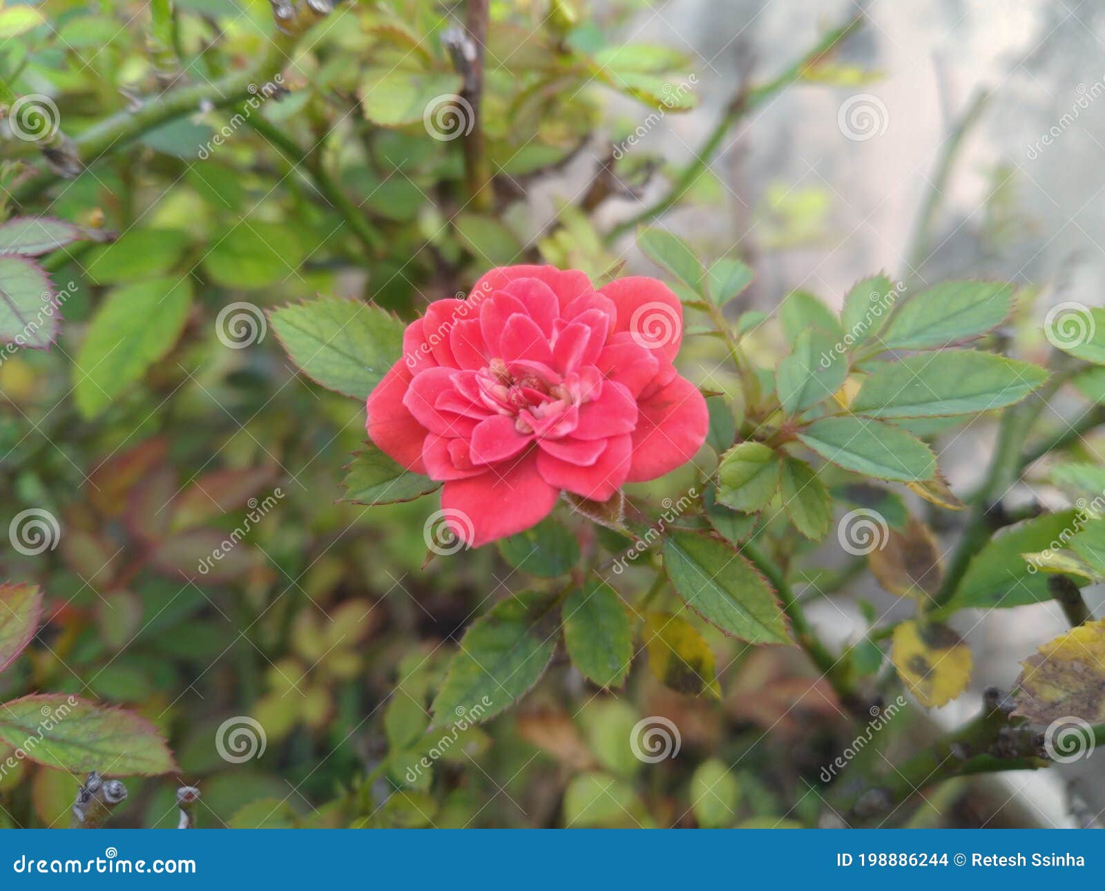 Red Button Rose flower stock photo. Image of seafood - 198886244