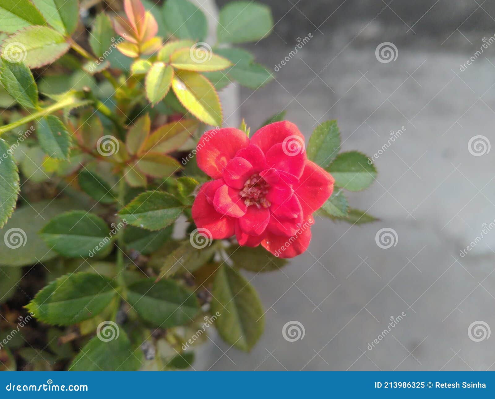 Red Button Rose Flower stock image. Image of leaf, food - 213986325