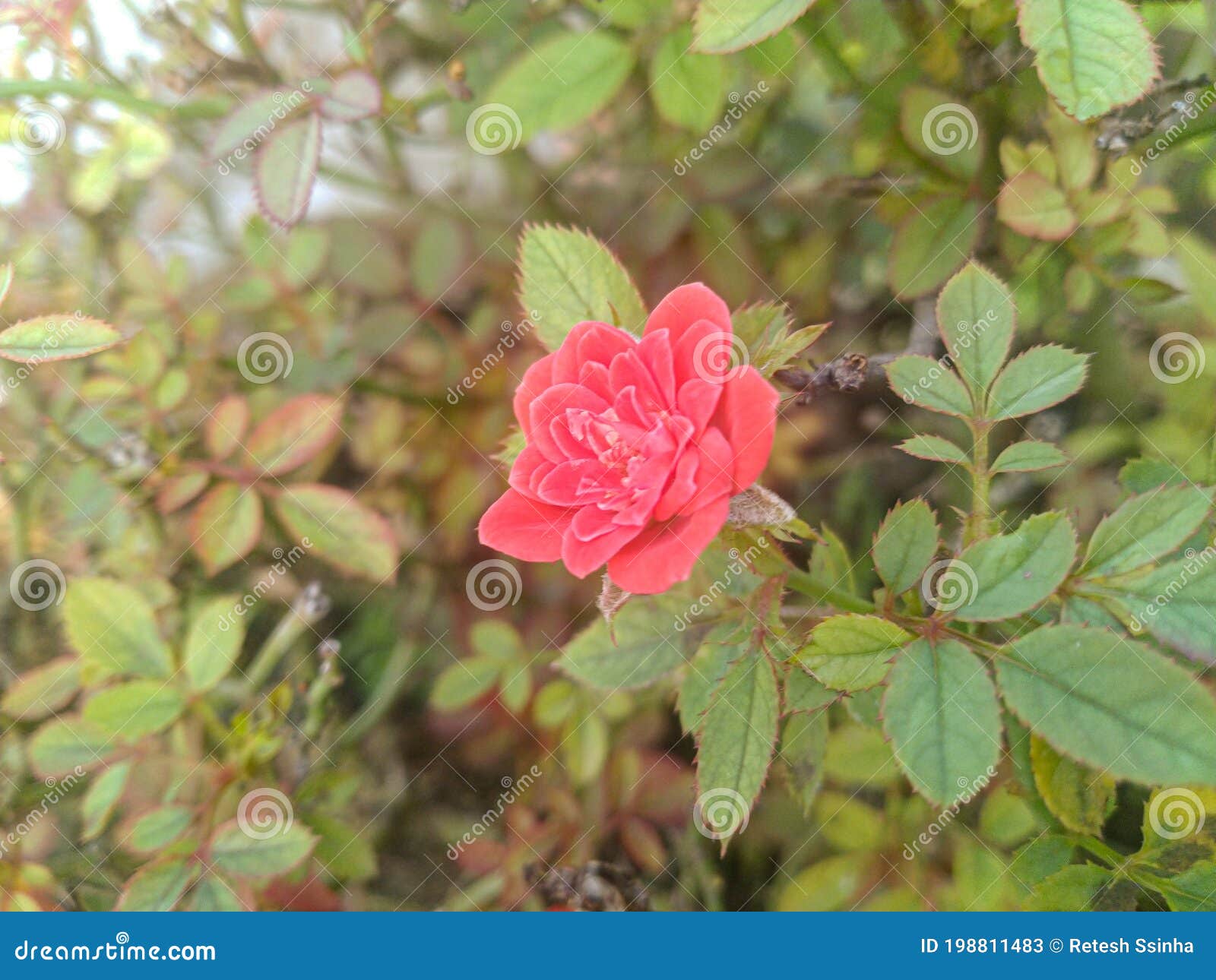 Red Button Rose Flower Closeup Stock Image - Image of button, flower ...