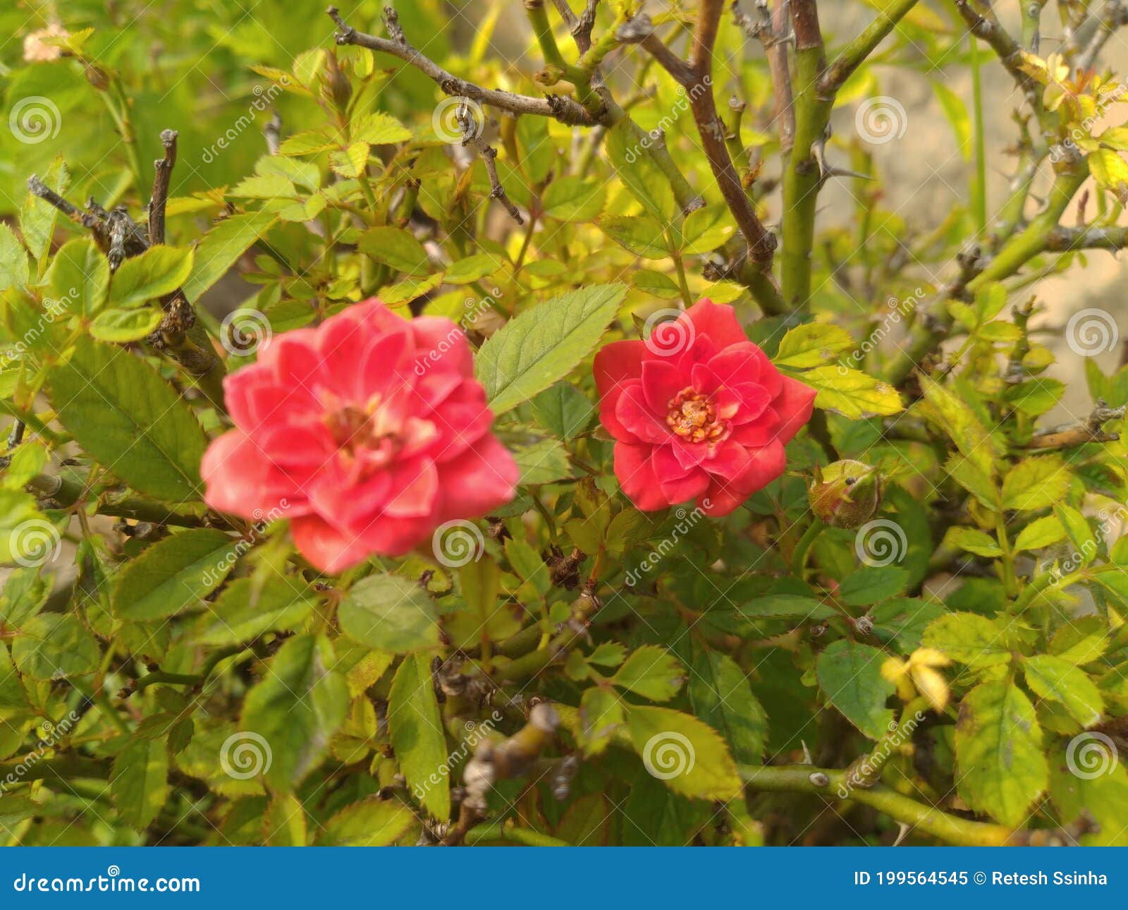 Red Button Rose Flower Closeup Stock Image - Image of closeup, flower ...