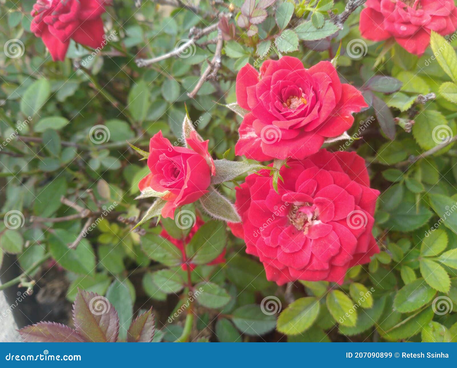 Red Button Rose Flowers stock image. Image of petal - 207090899