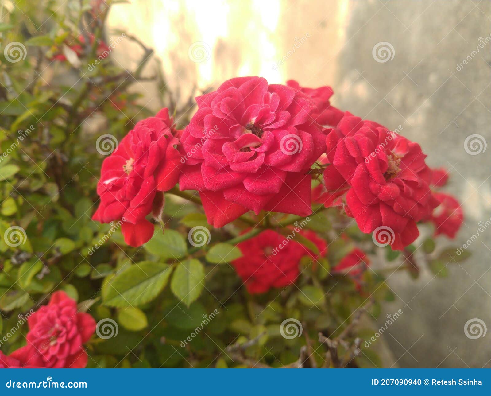 Red Button Rose Flowers stock photo. Image of petal - 207090940