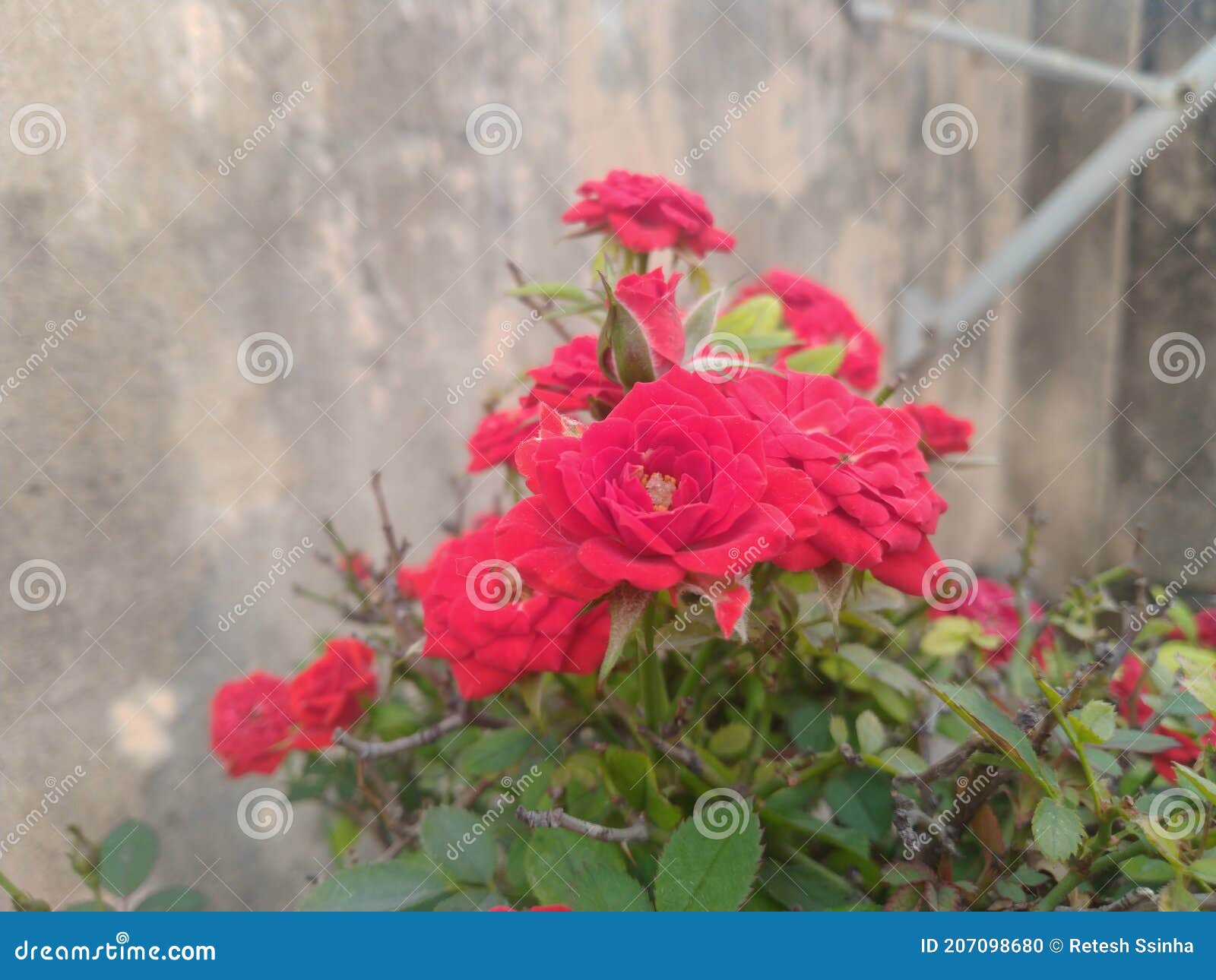 Red Button Rose Flowers stock photo. Image of flowers - 207098680