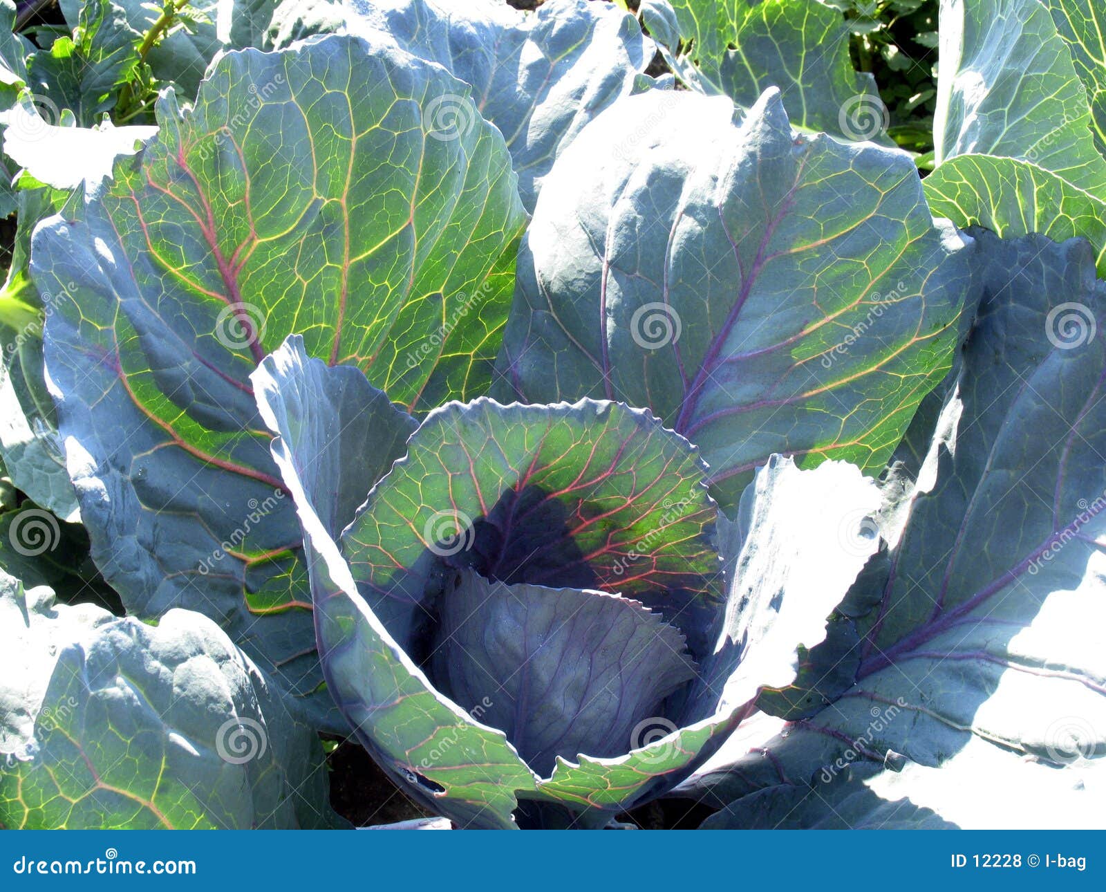 Red cabbage stock photo. Image of cabbage, sunny, leaves - 12228