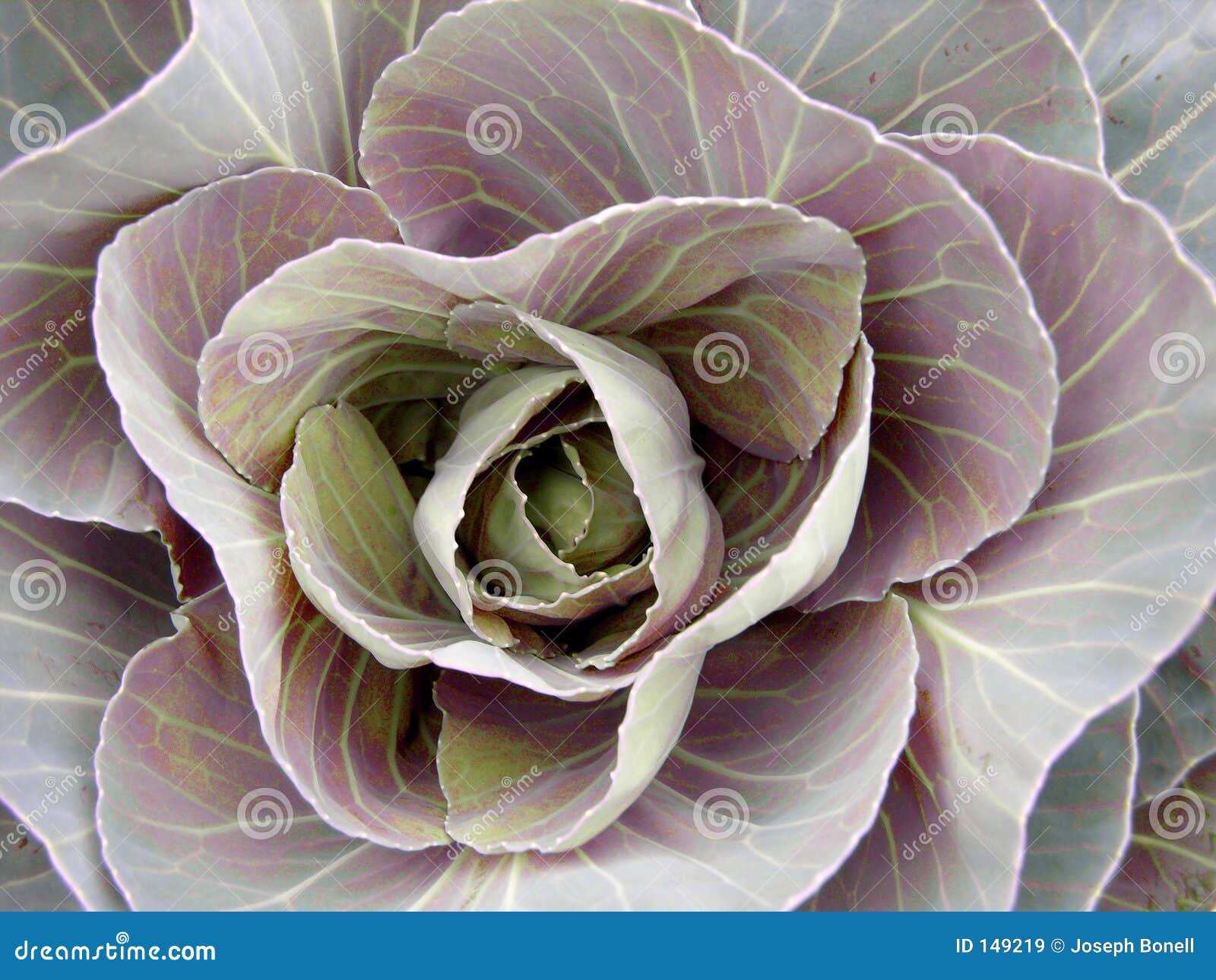 Red Cabbage stock image. Image of horticulture, cabbage - 149219