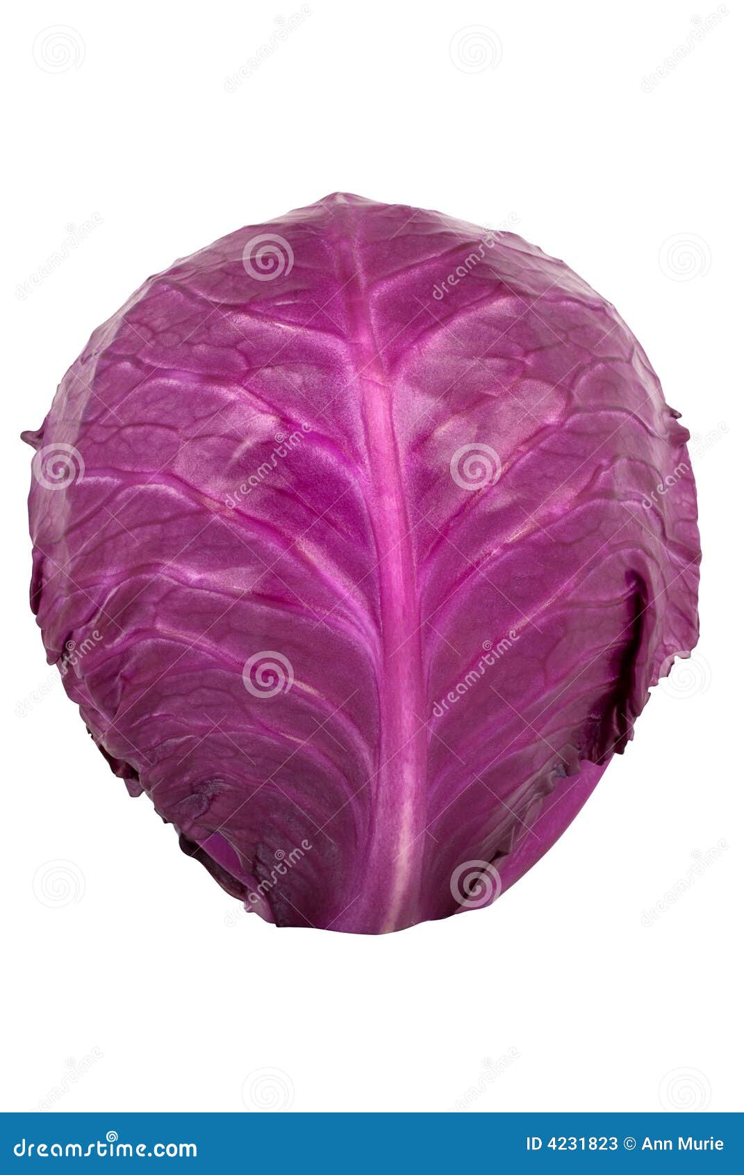 Red Cabbage stock image. Image of cabbage, violet, vegetable - 4231823