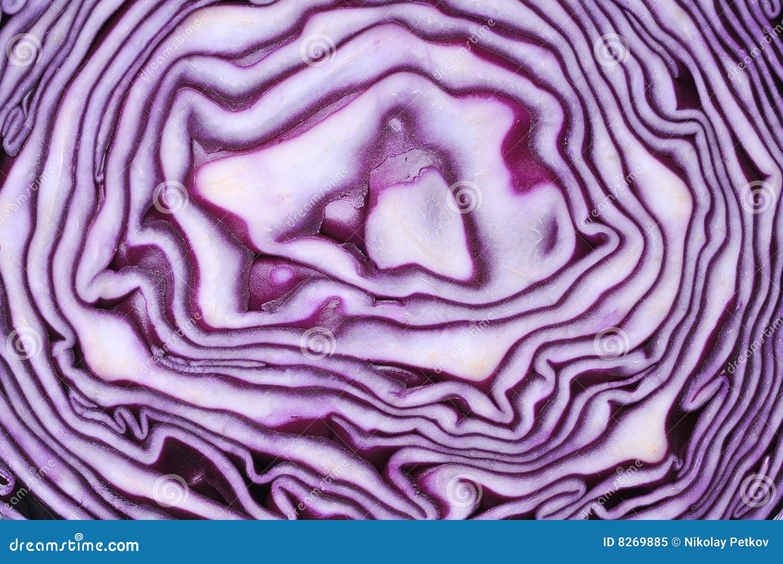 Red cabbage stock image. Image of cuisine, watery, succulent - 8269885