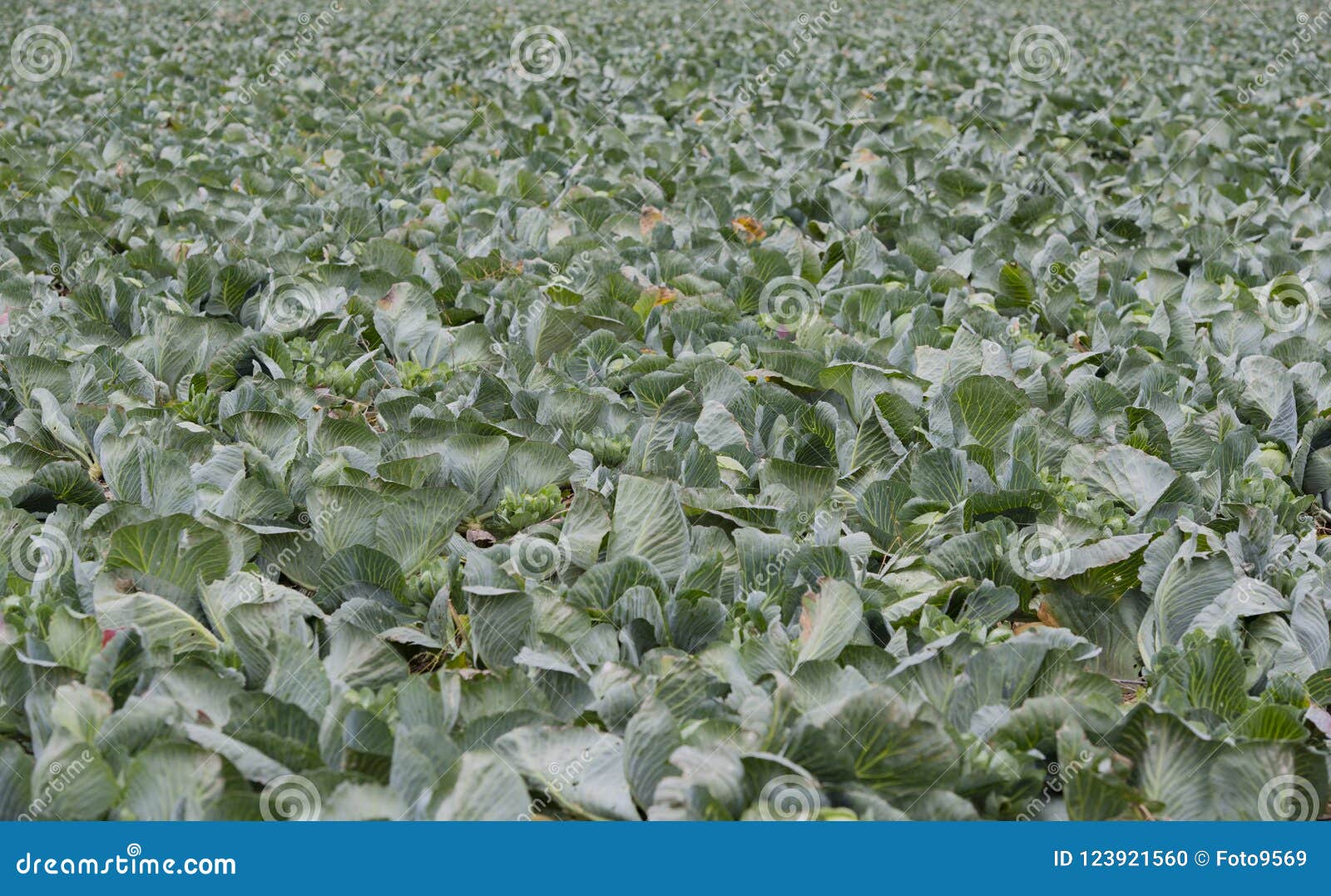 Red Cabbage and Cabbage on a Cabbage Field in Schleswig Holstein Stock ...