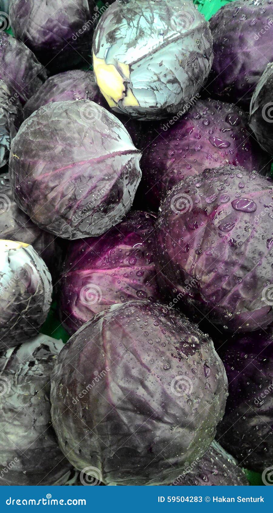 Red cabbage stock image. Image of leaf, agriculture, isolated - 59504283