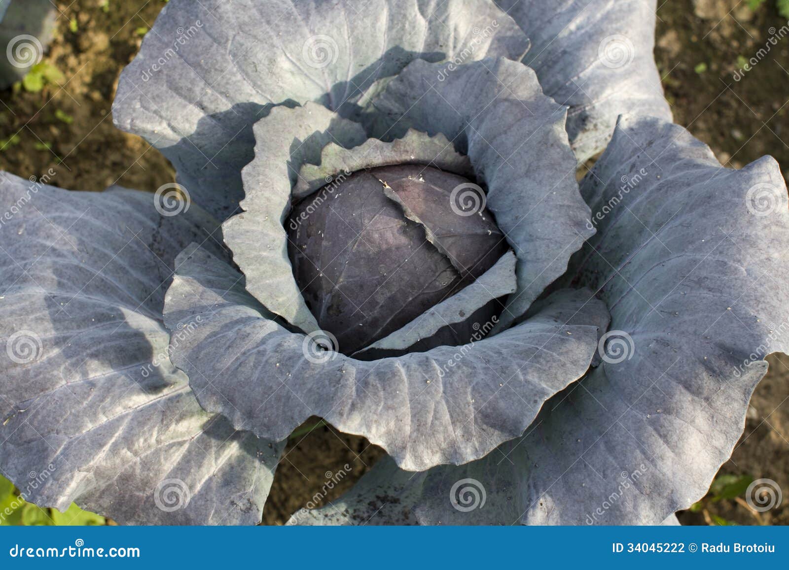 Red cabbage stock photo. Image of healthy, outdoor, garden - 34045222