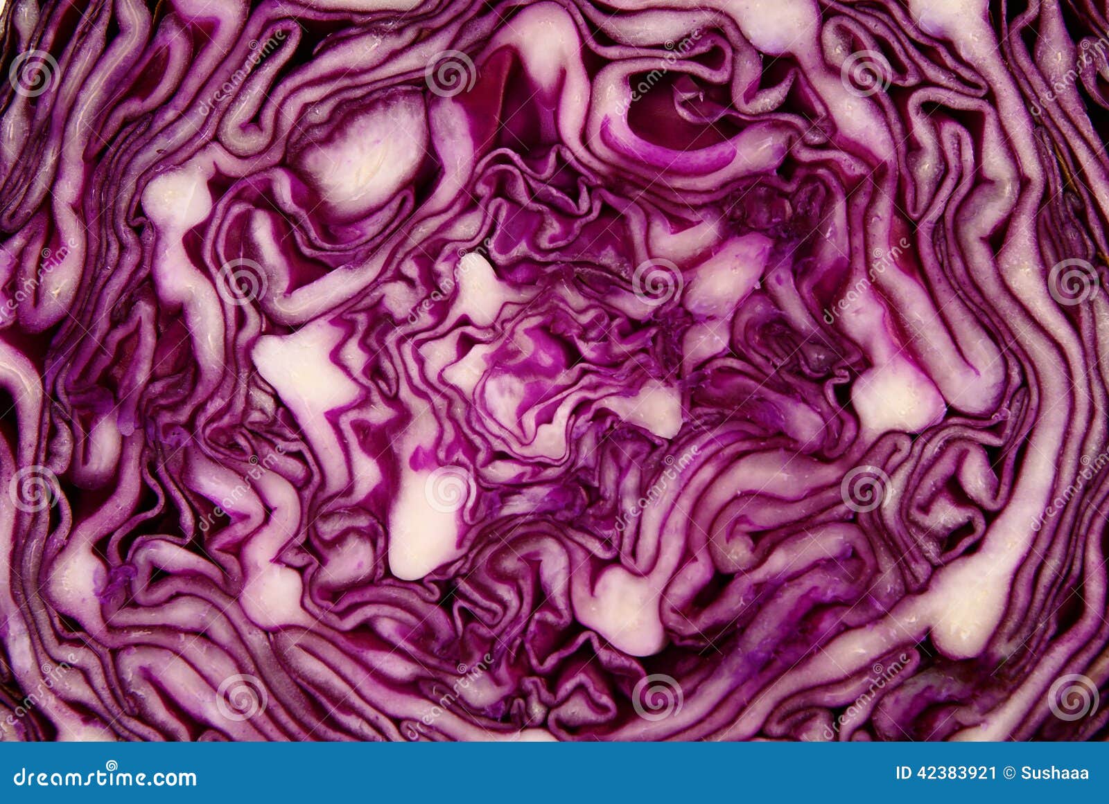 Red cabbage stock image. Image of close, macro, healthy - 42383921