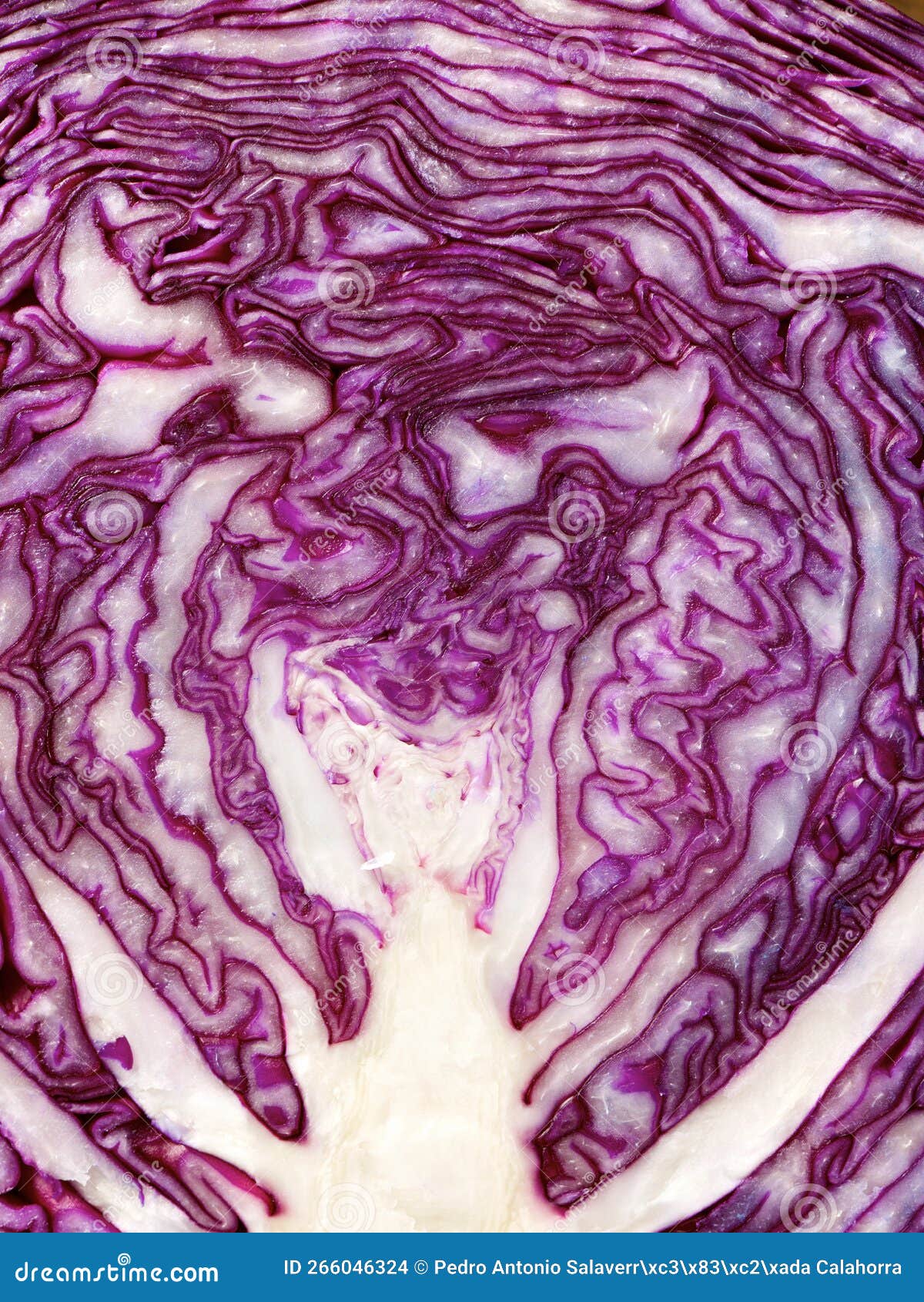 Red cabbage close up stock photo. Image of cuisine, diet - 266046324