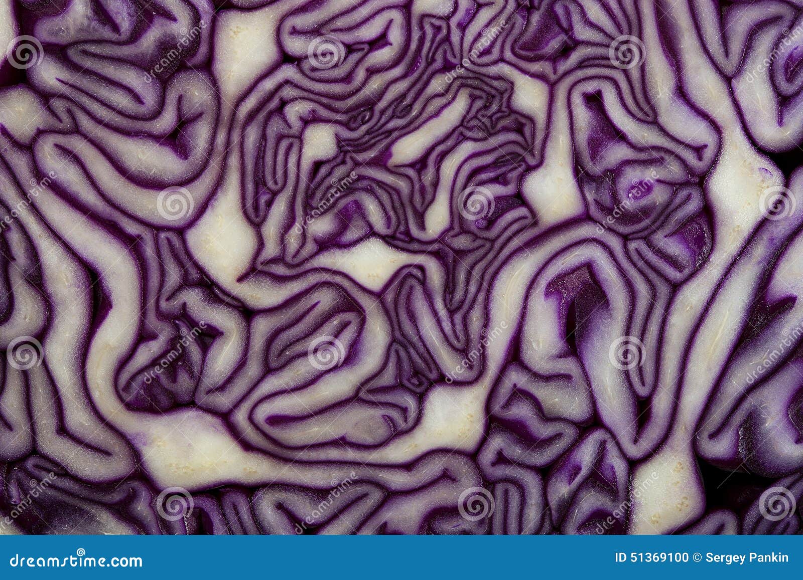 Red cabbage stock photo. Image of cabbage, nature, texture - 51369100