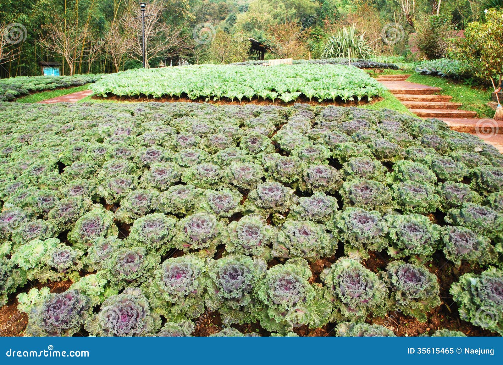 Red cabbage stock image. Image of copy, background, decorative - 35615465