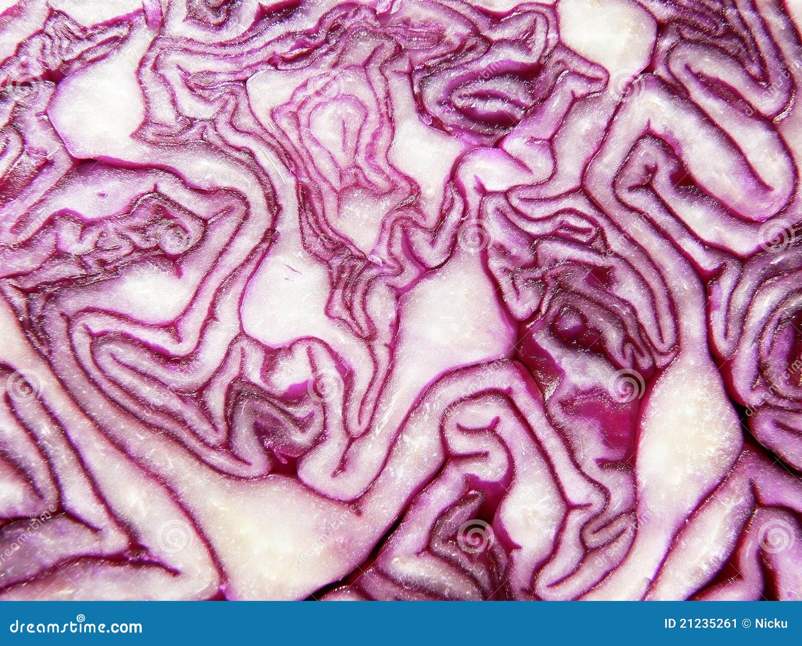 Red cabbage detail stock image. Image of macro, purple - 21235261